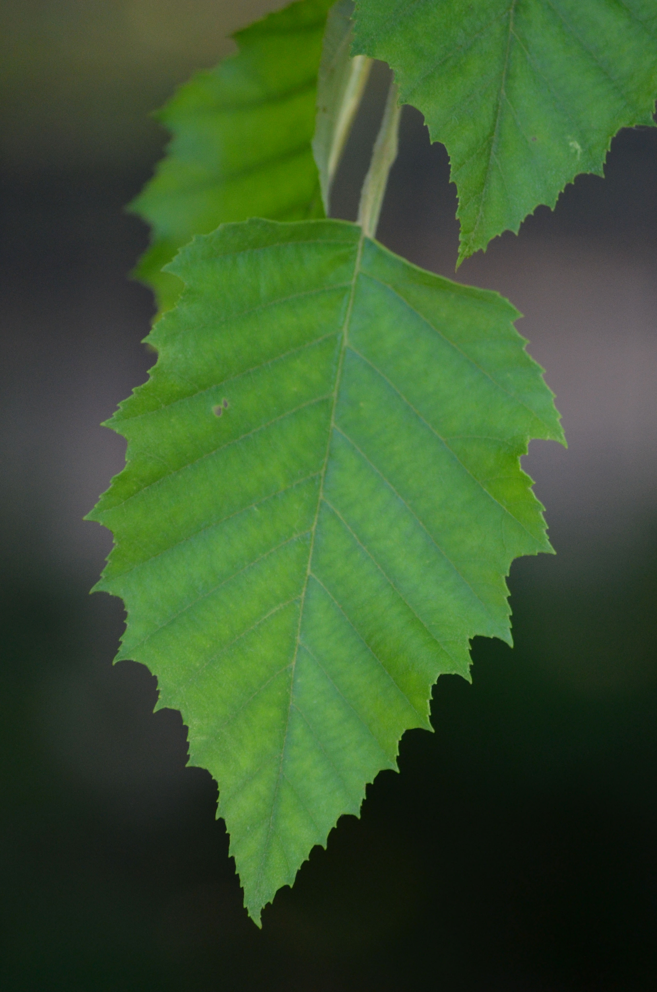 Betula nigra – Purdue Arboretum Explorer