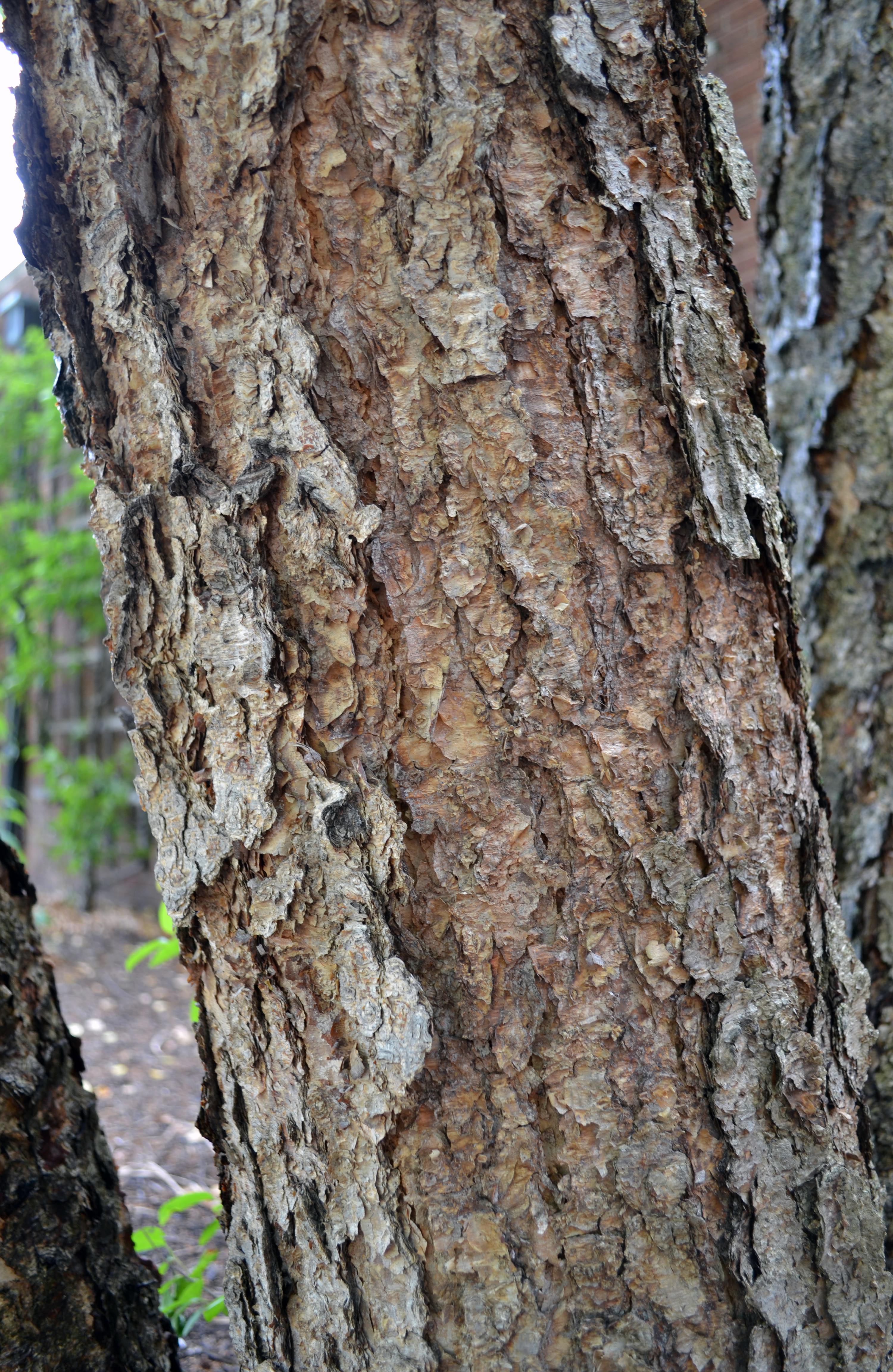 Betula nigra – Purdue Arboretum Explorer