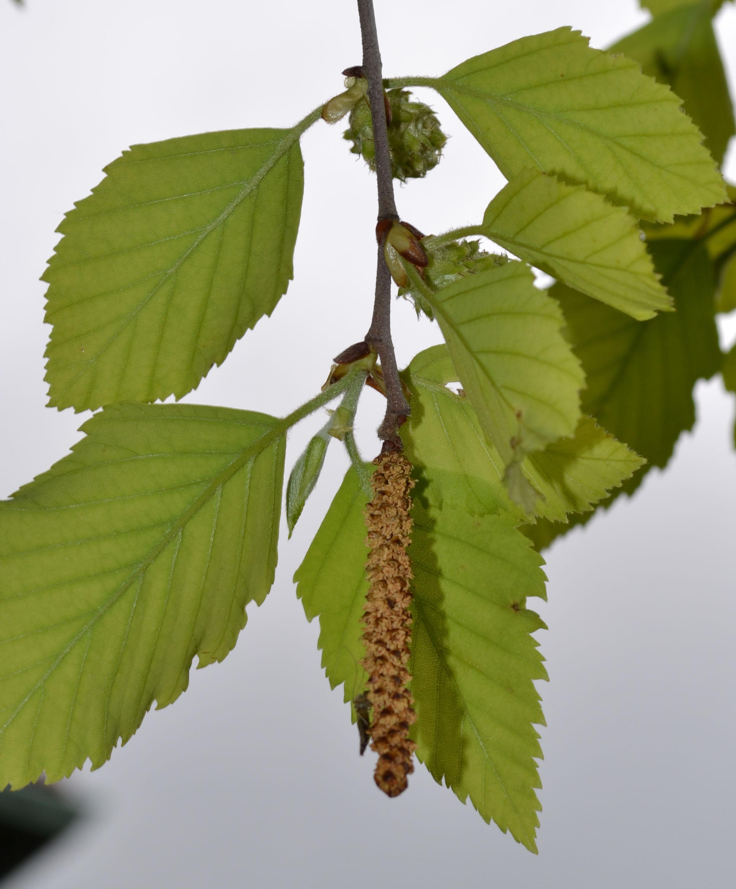Betula nigra – Purdue Arboretum Explorer