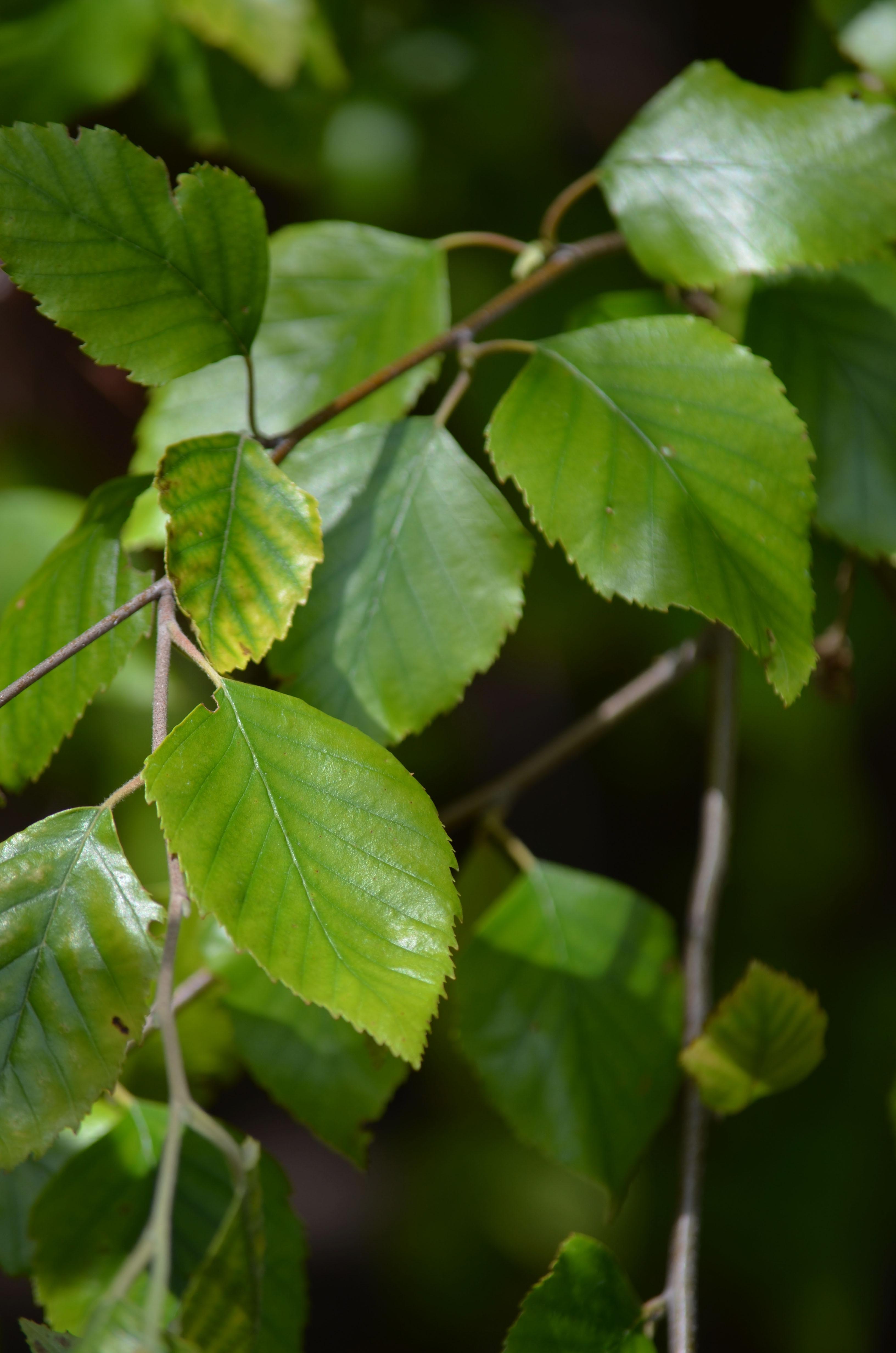 Betula nigra ‘Cully’ [sold as Heritage™] – Purdue Arboretum Explorer