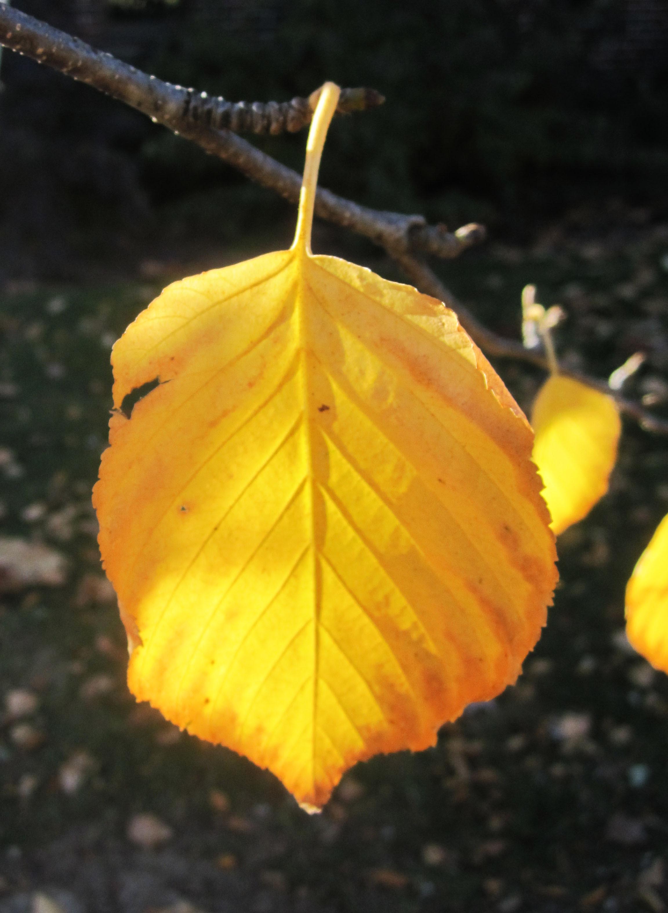 Betula papyrifera ‘Renci’ [sold as Renaissance Reflection®] – Purdue ...