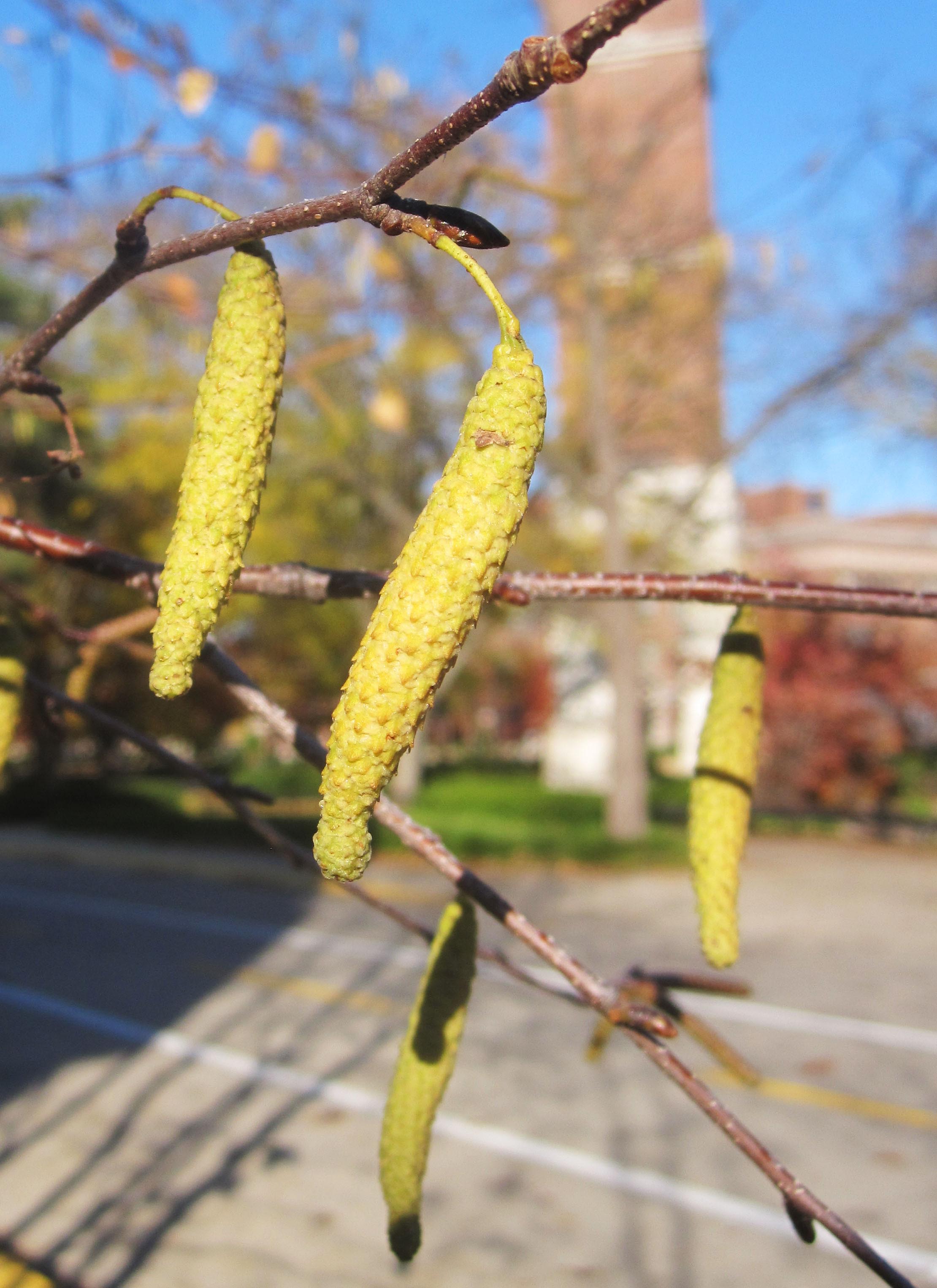 Betula papyrifera ‘Renci’ [sold as Renaissance Reflection®] – Purdue ...