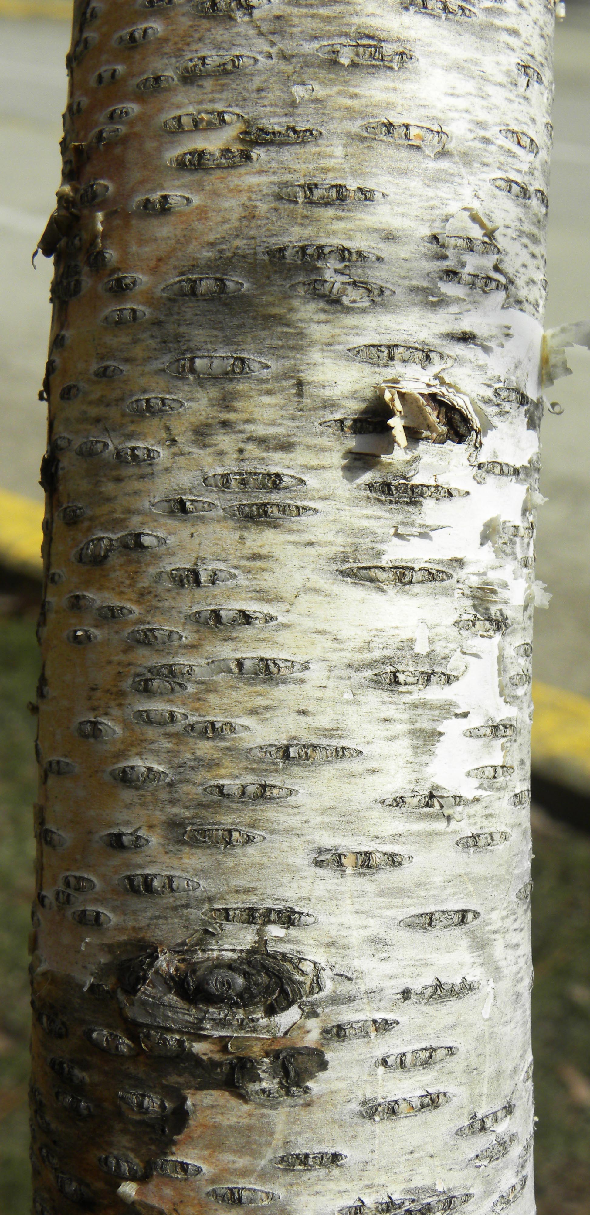 Betula papyrifera ‘Renci’ [sold as Renaissance Reflection®] – Purdue ...