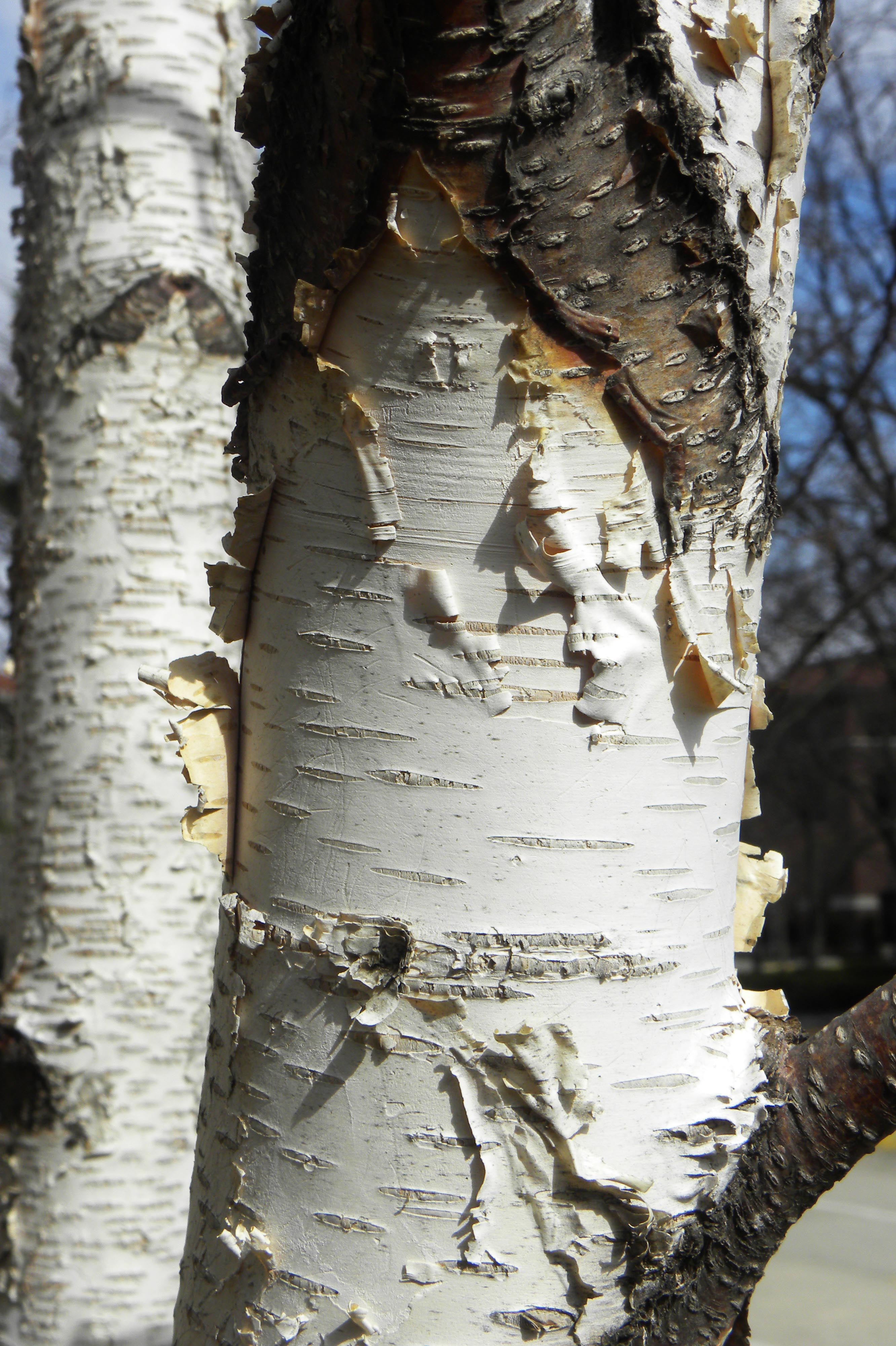 Betula papyrifera ‘Renci’ [sold as Renaissance Reflection®] – Purdue ...