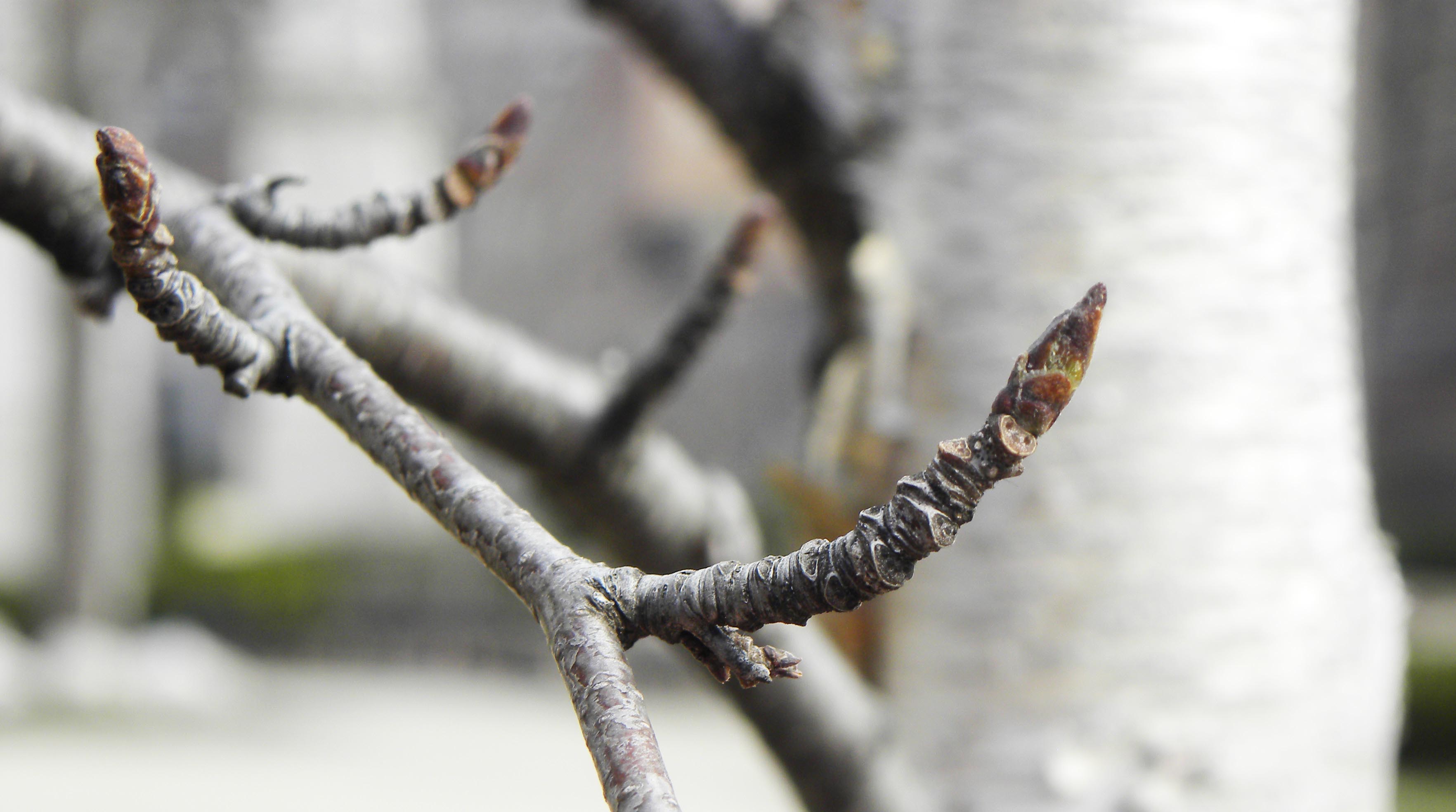 Betula papyrifera ‘Renci’ [sold as Renaissance Reflection®] – Purdue ...