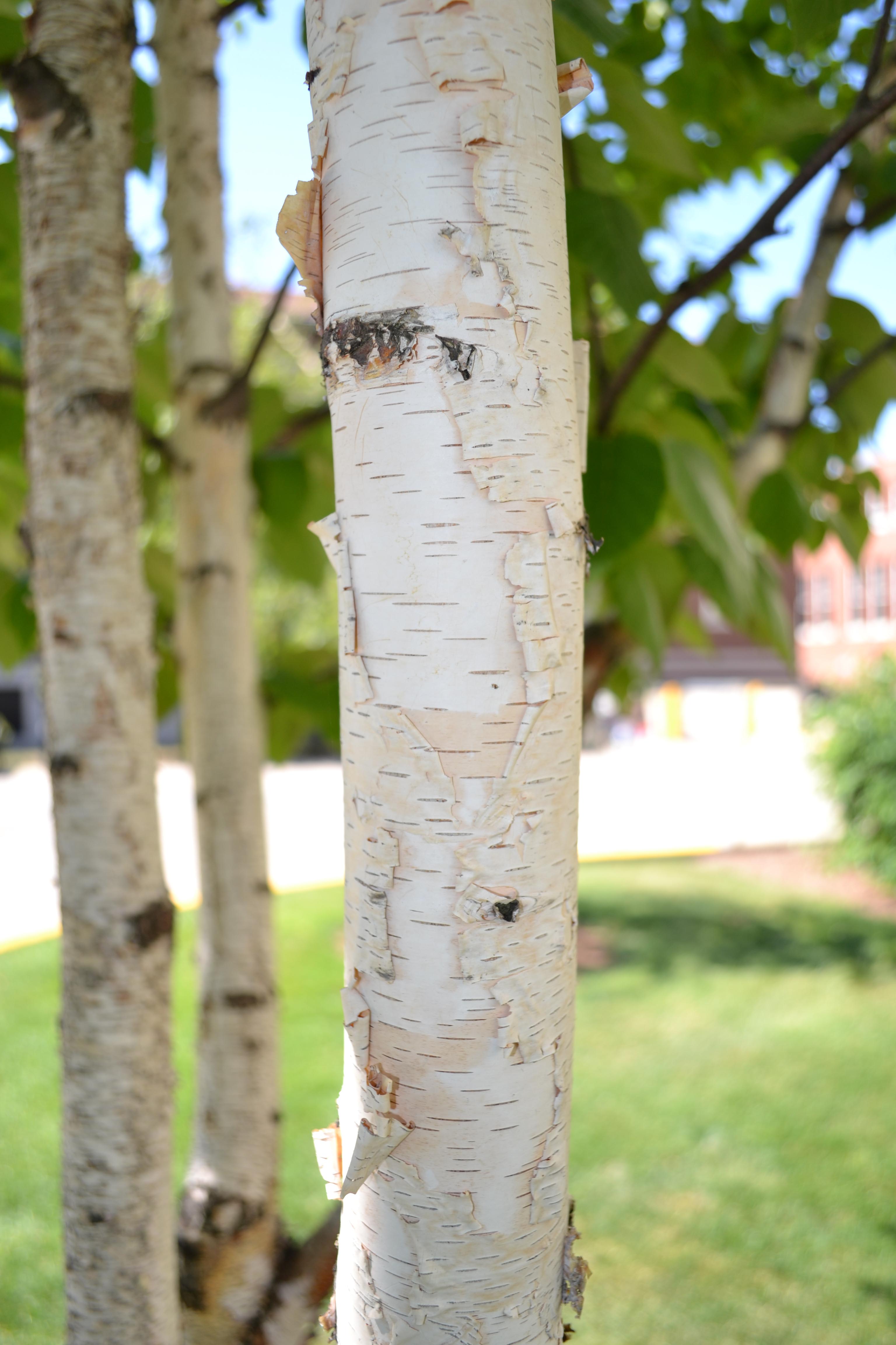 Betula papyrifera ‘Renci’ [sold as Renaissance Reflection®] – Purdue ...