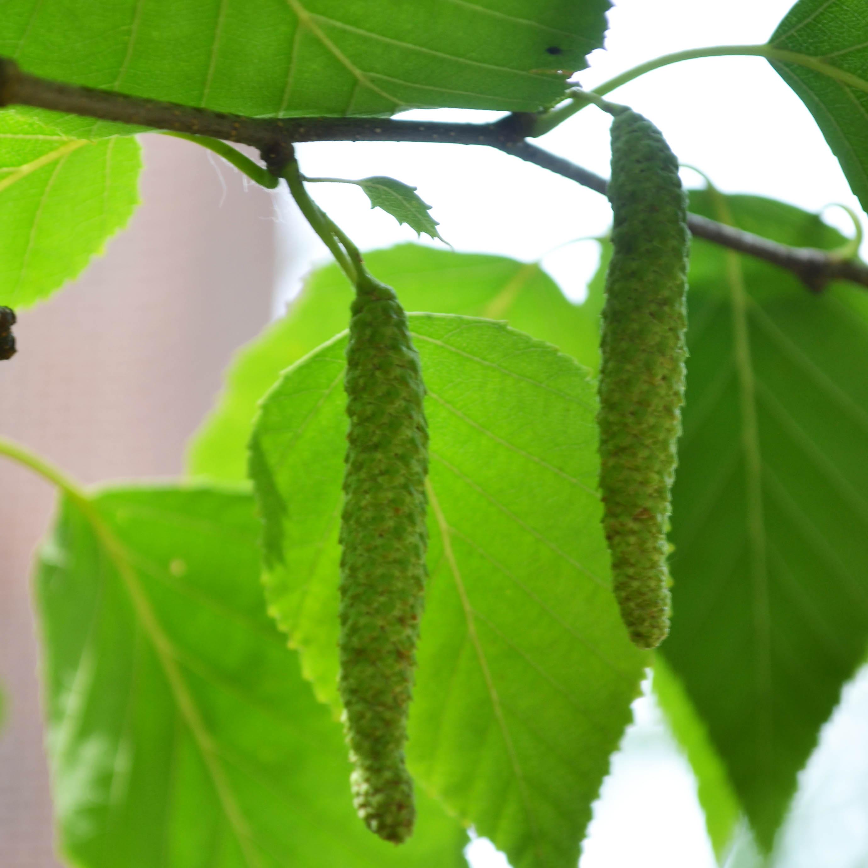 Betula papyrifera ‘Renci’ [sold as Renaissance Reflection®] – Purdue ...