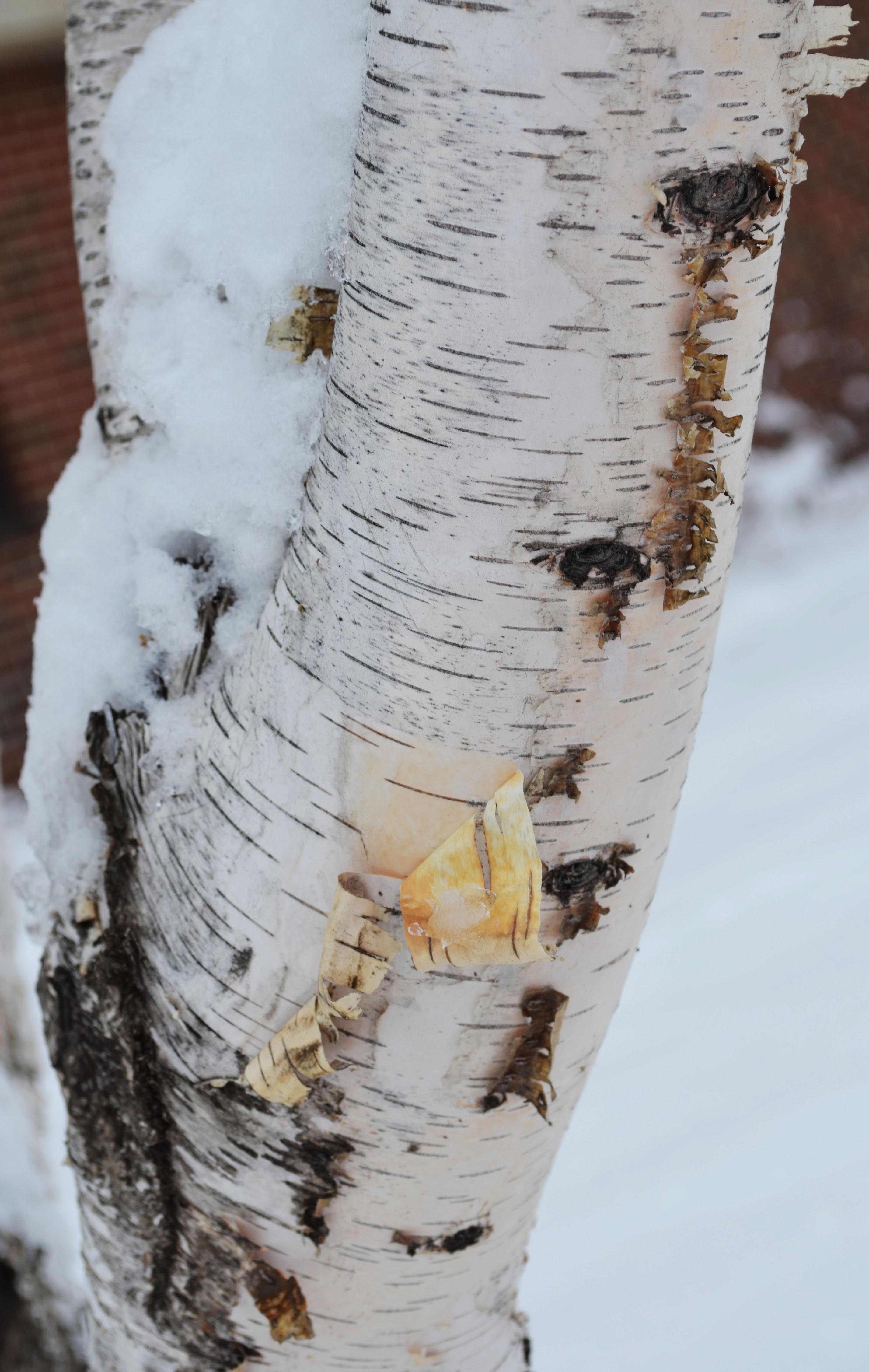 Betula papyrifera ‘Renci’ [sold as Renaissance Reflection®] – Purdue ...