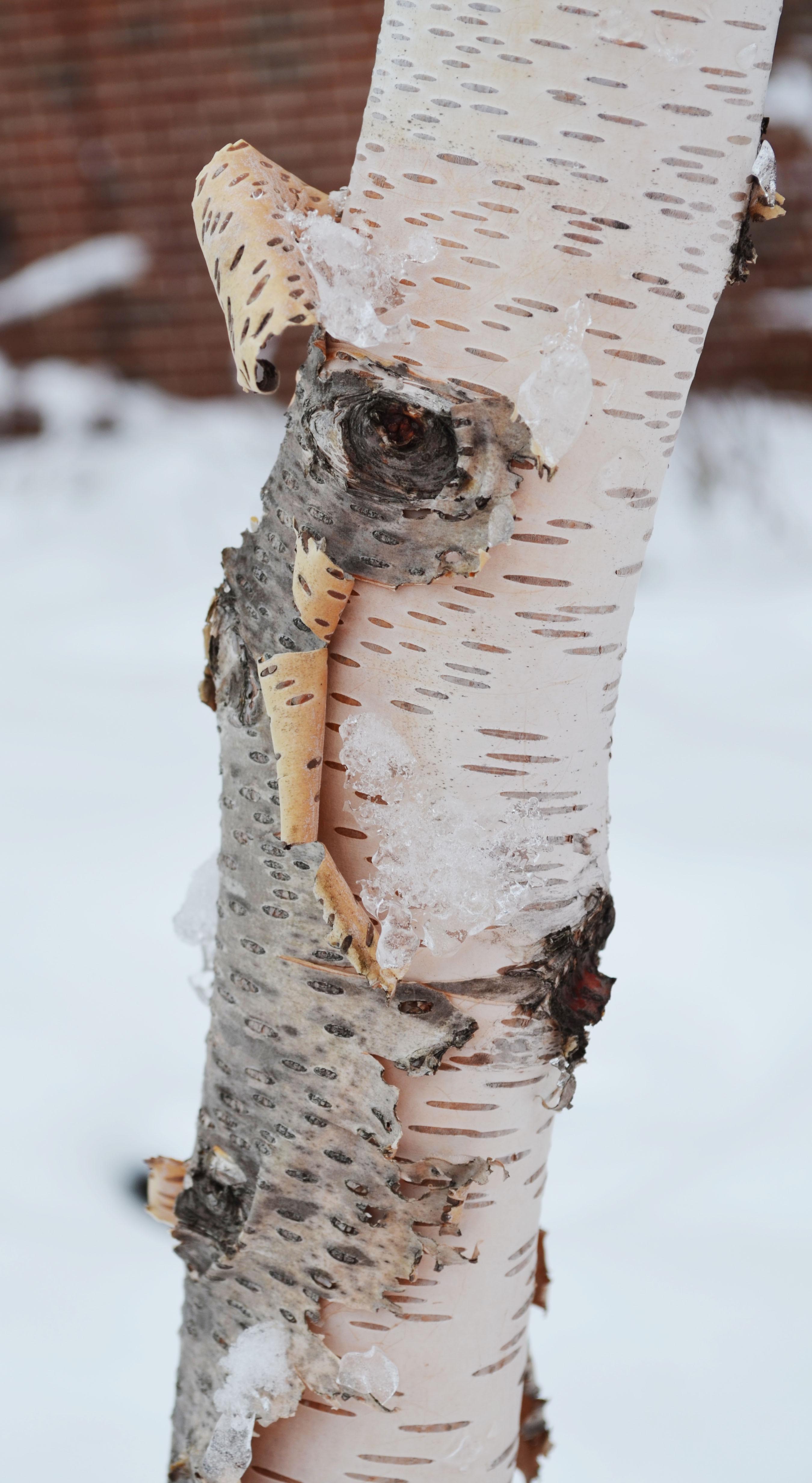 Betula papyrifera ‘Renci’ [sold as Renaissance Reflection®] – Purdue ...