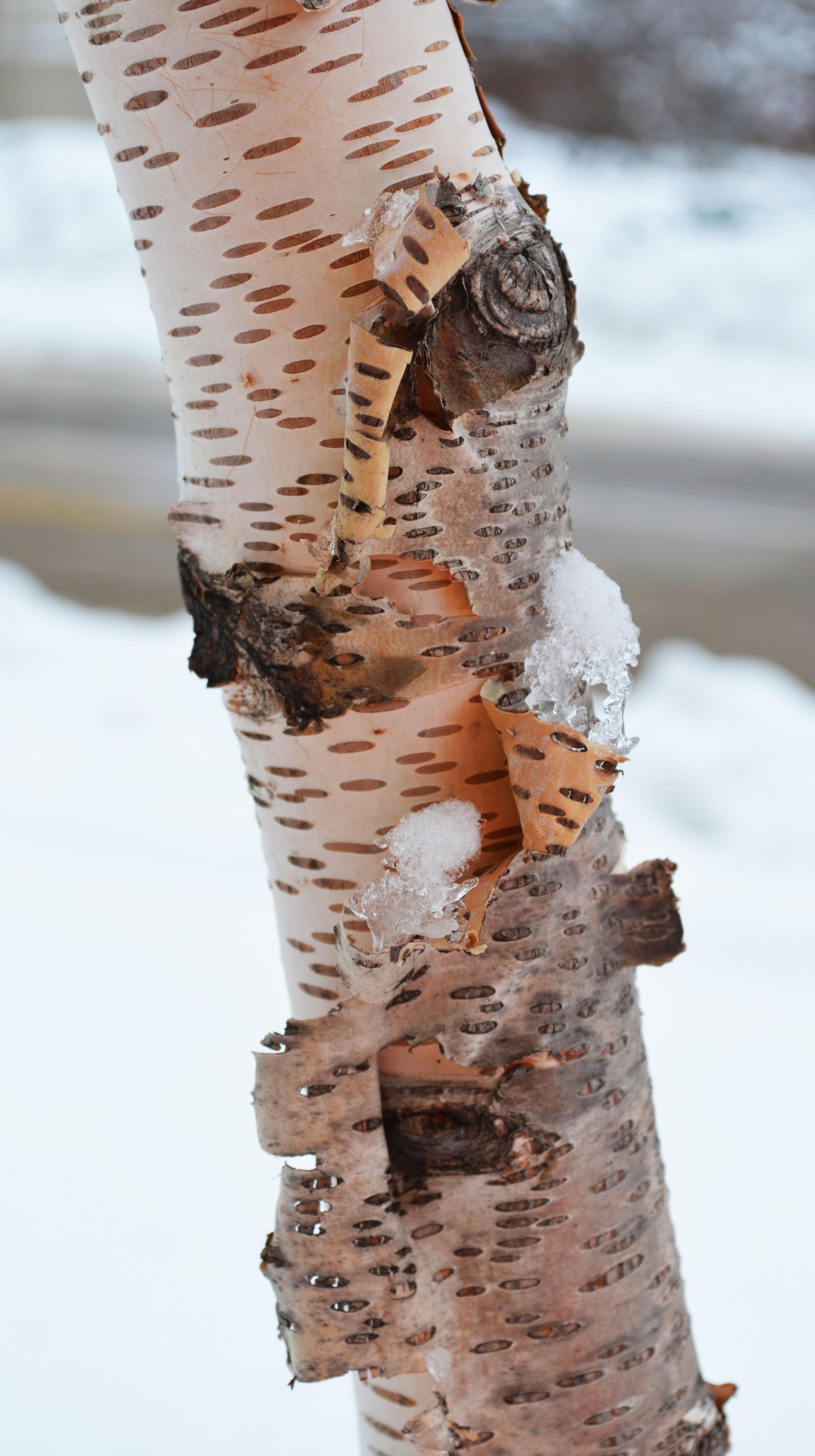 Betula papyrifera ‘Renci’ [sold as Renaissance Reflection®] – Purdue ...