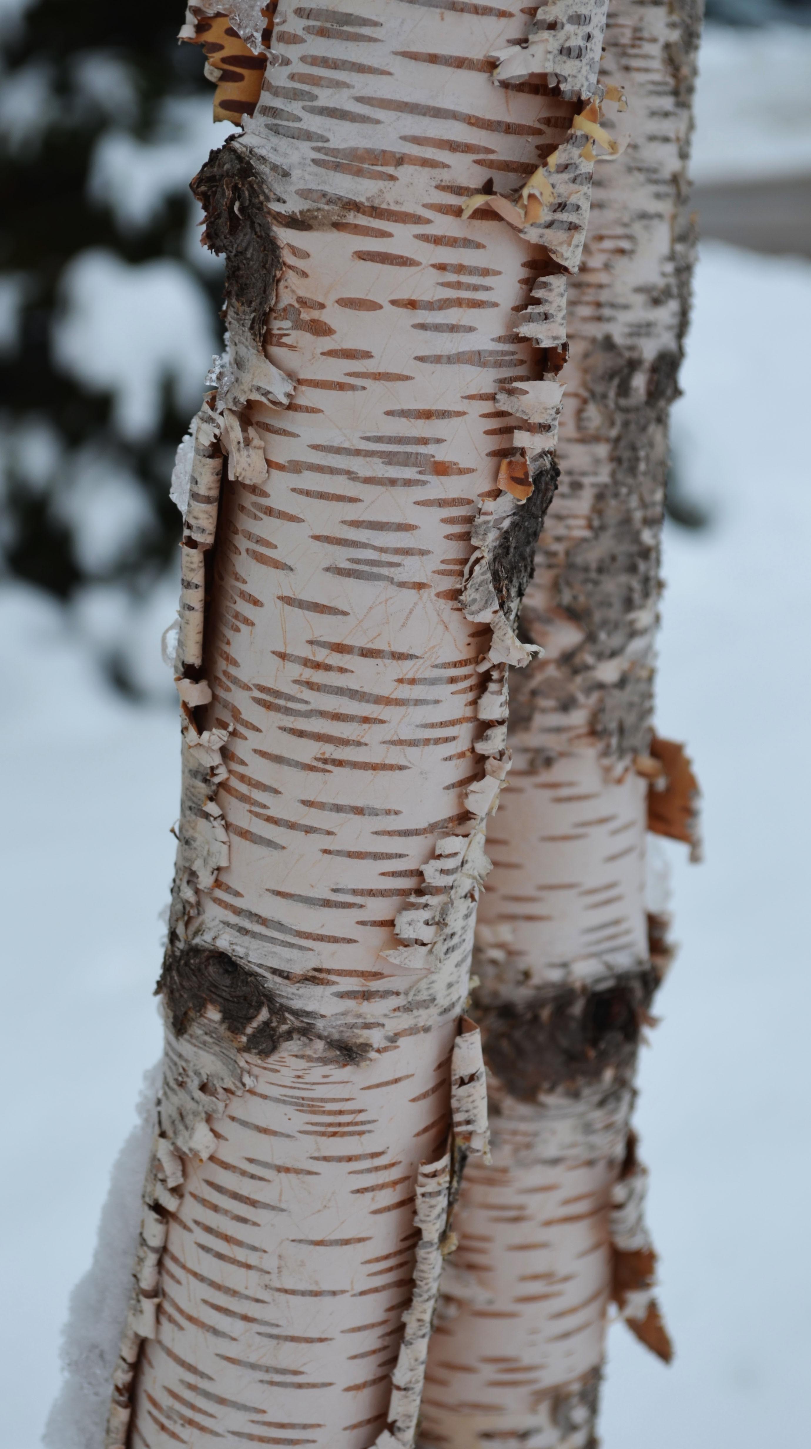 Betula papyrifera ‘Renci’ [sold as Renaissance Reflection®] – Purdue ...