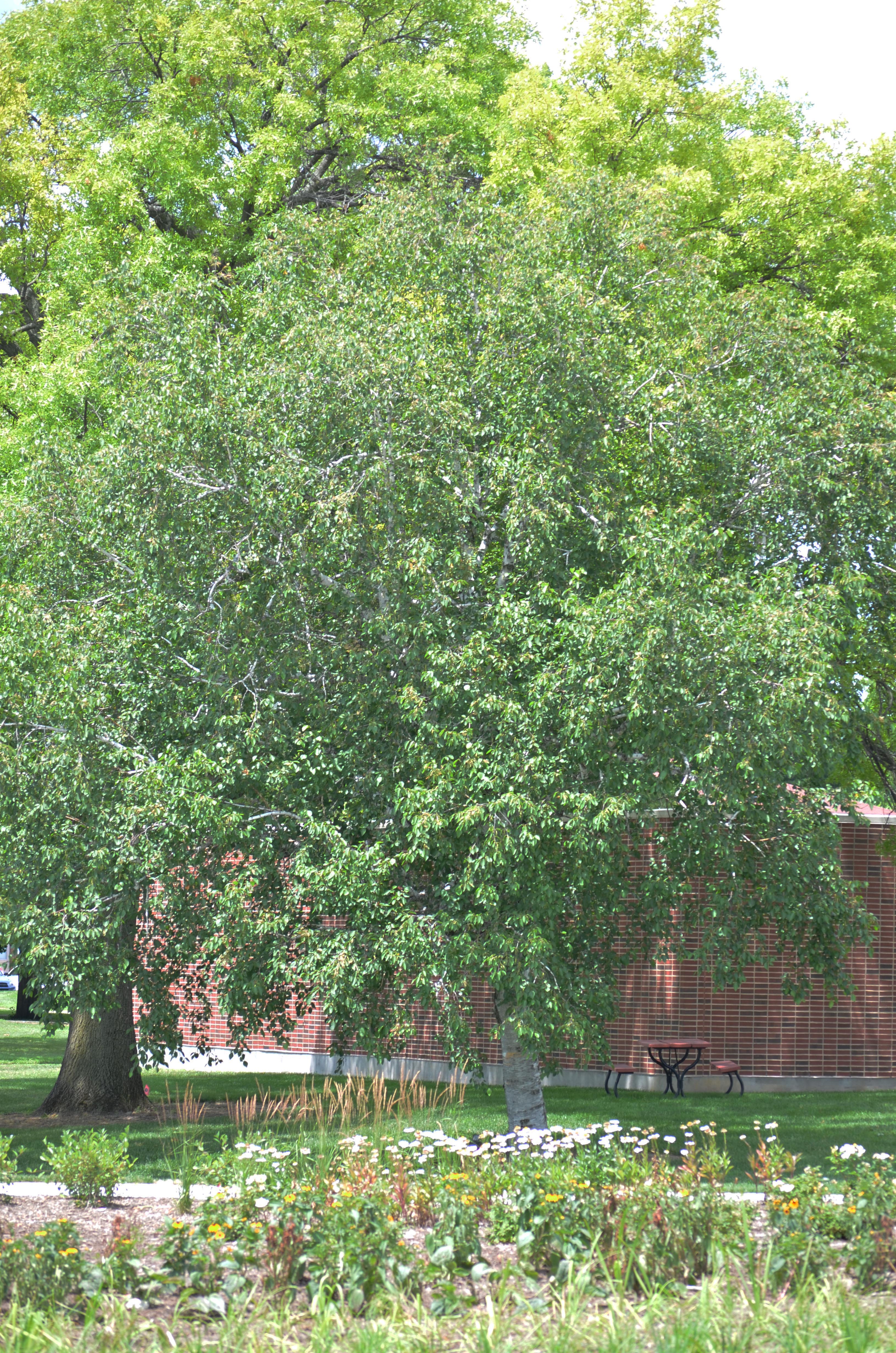 Betula pendula – Purdue Arboretum Explorer