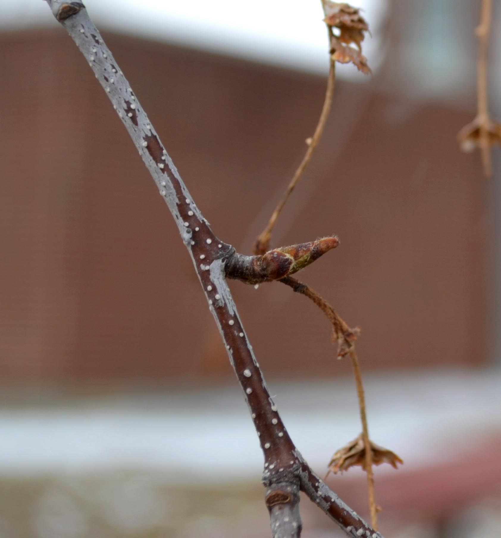 Betula pendula – Purdue Arboretum Explorer