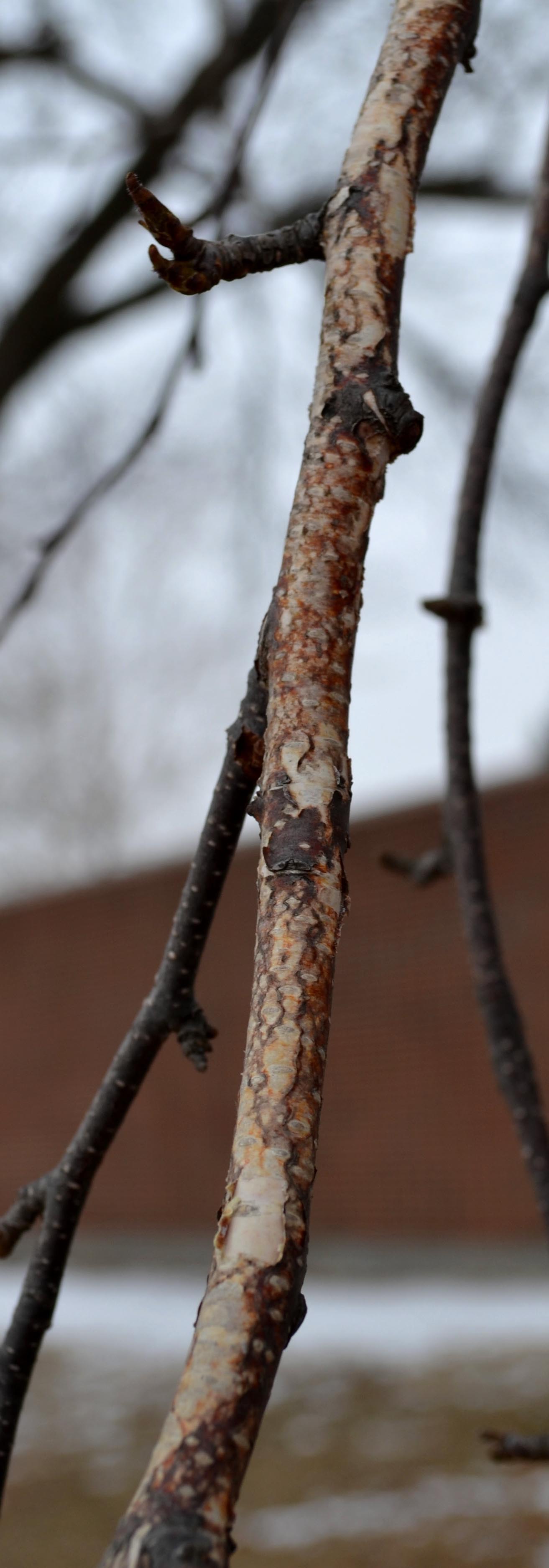 Betula pendula – Purdue Arboretum Explorer