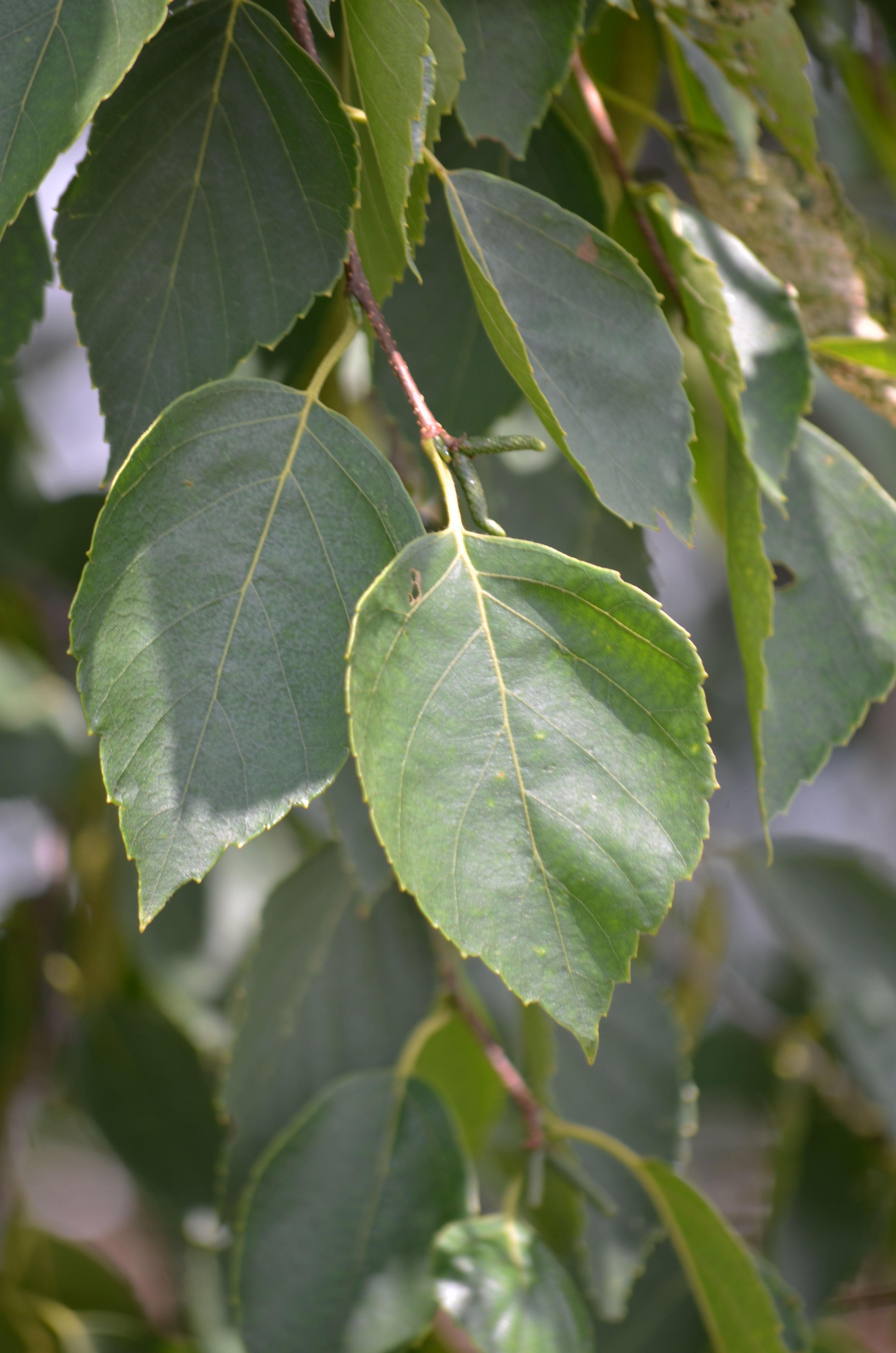 Betula pendula – Purdue Arboretum Explorer