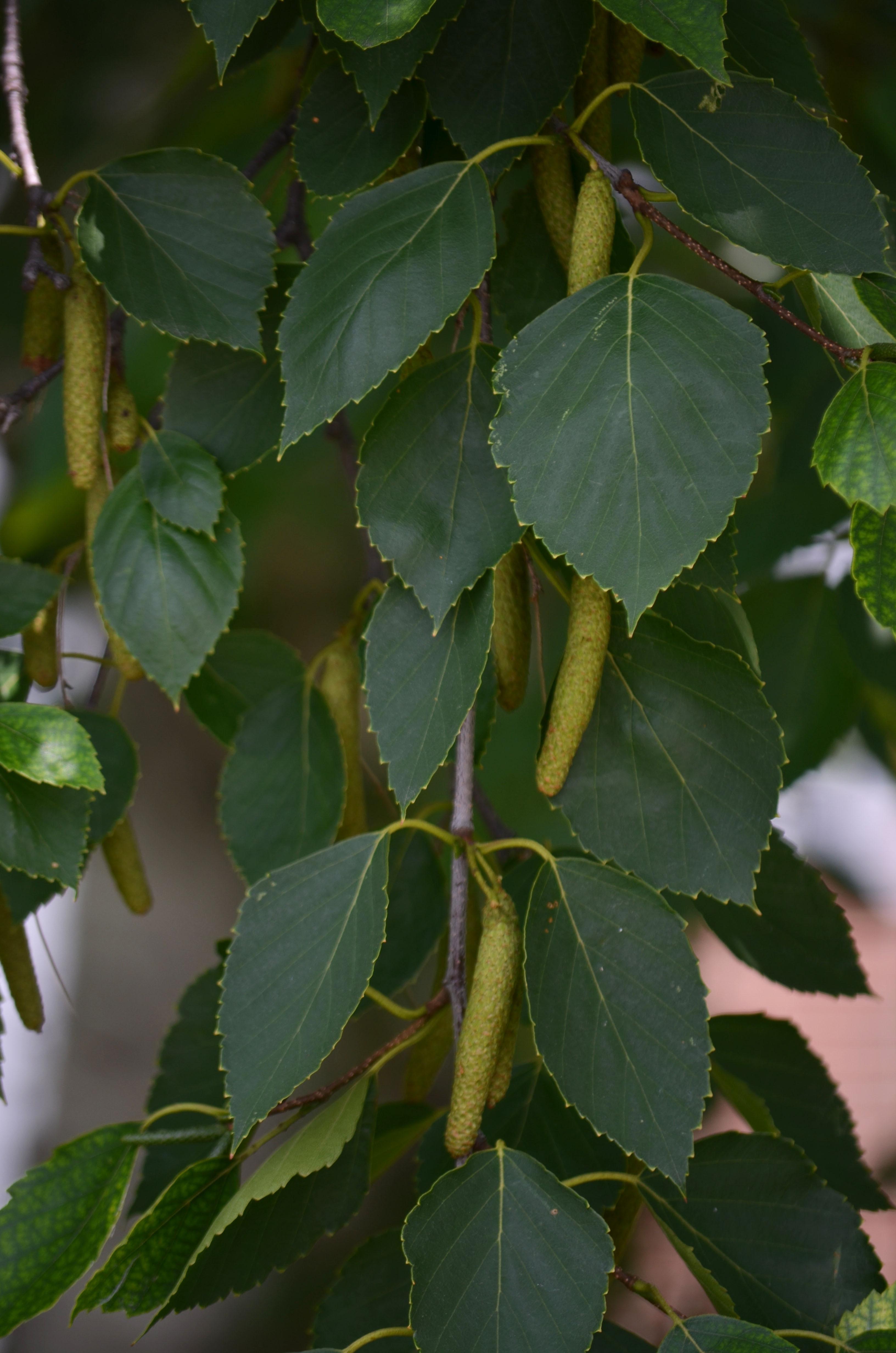 Betula pendula – Purdue Arboretum Explorer