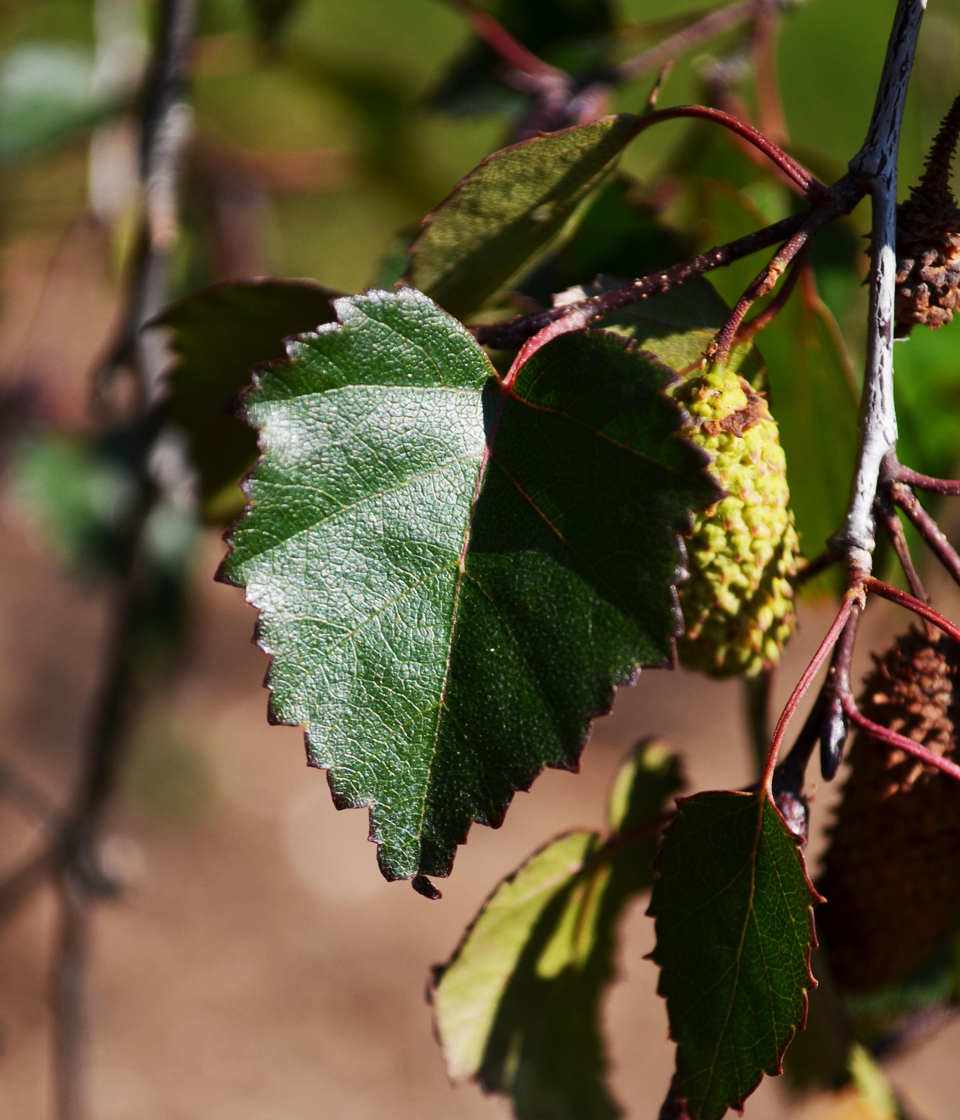 Betula × ‘Crimson Frost’ – Purdue Arboretum Explorer