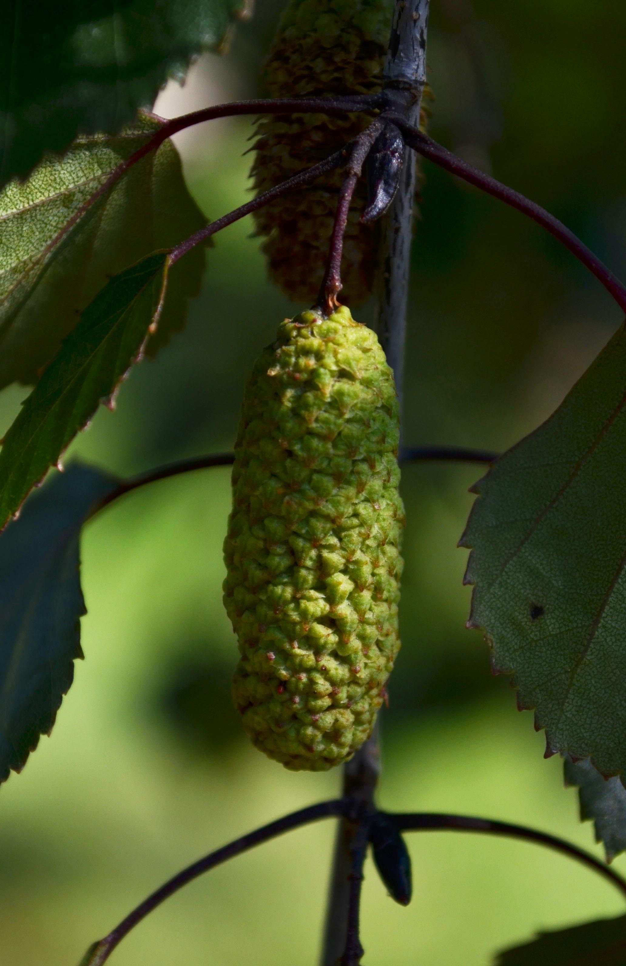 Betula × ‘Crimson Frost’ – Purdue Arboretum Explorer