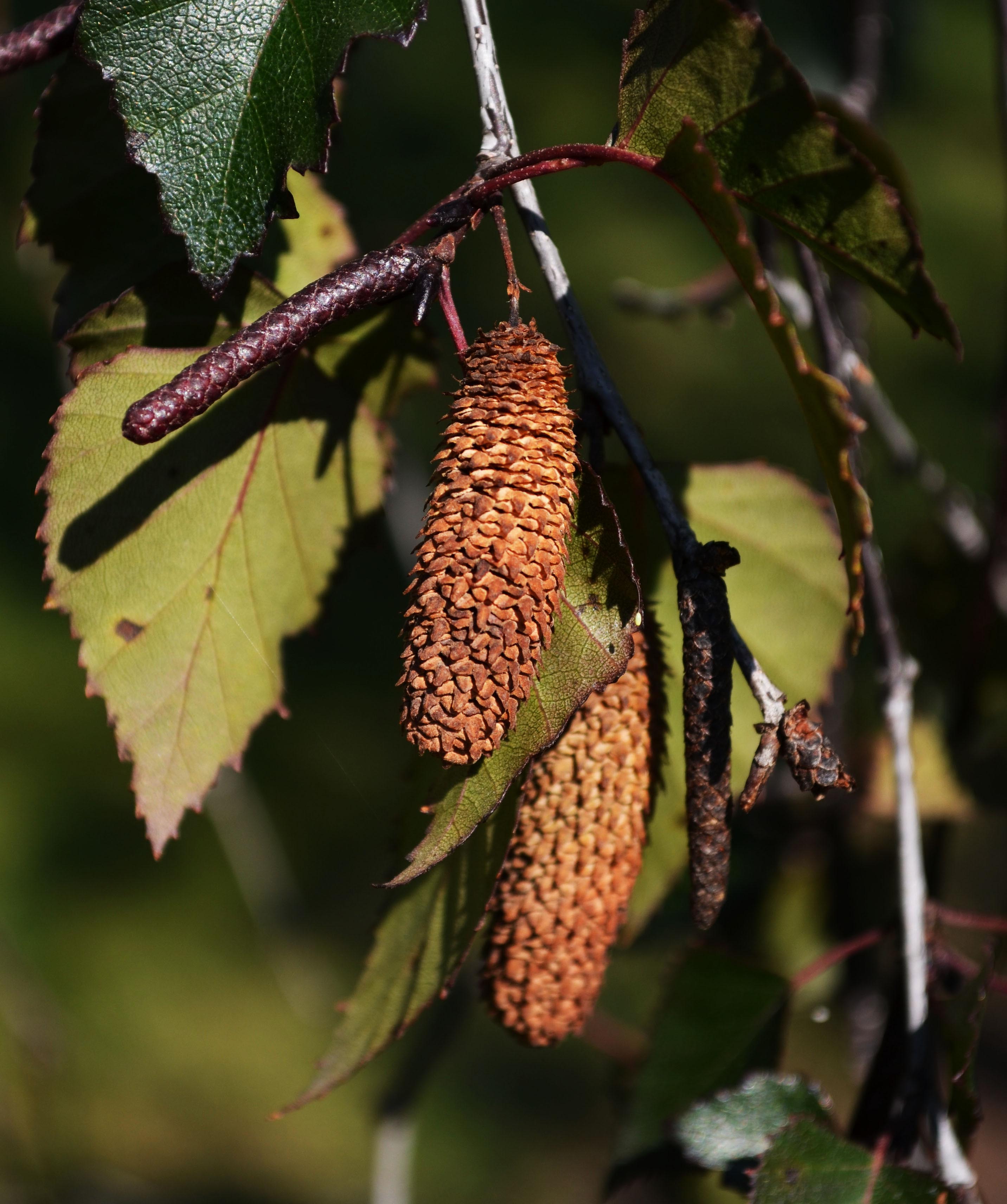 Betula × ‘Crimson Frost’ – Purdue Arboretum Explorer