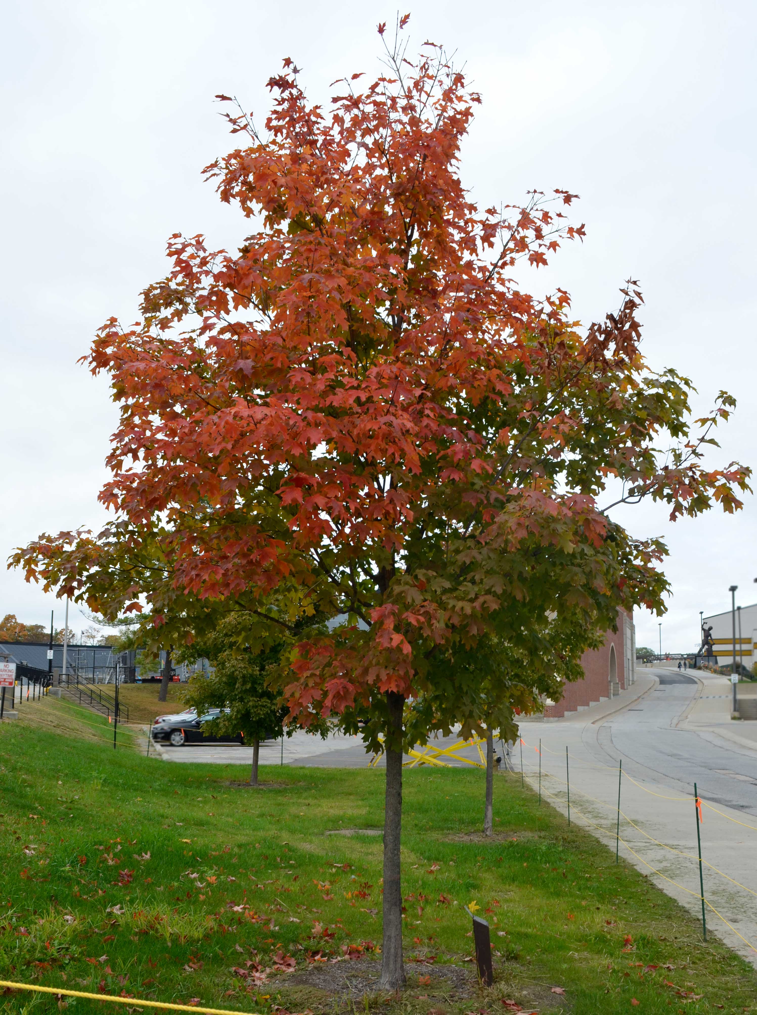 Acer saccharum ‘Bailsta’ [sold as Fall Fiesta™] – Purdue Arboretum Explorer