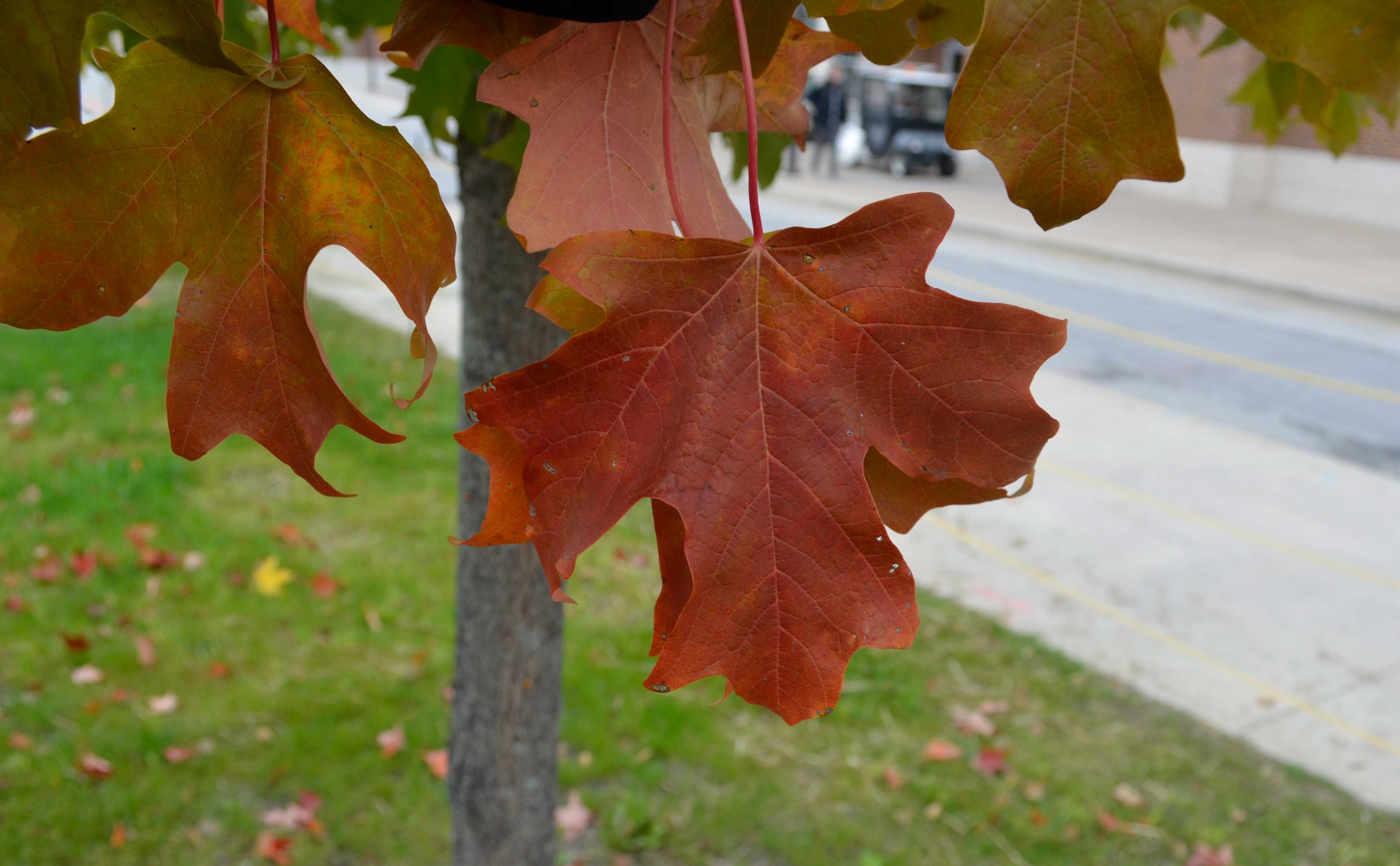 Acer saccharum ‘Bailsta’ [sold as Fall Fiesta™] – Purdue Arboretum Explorer