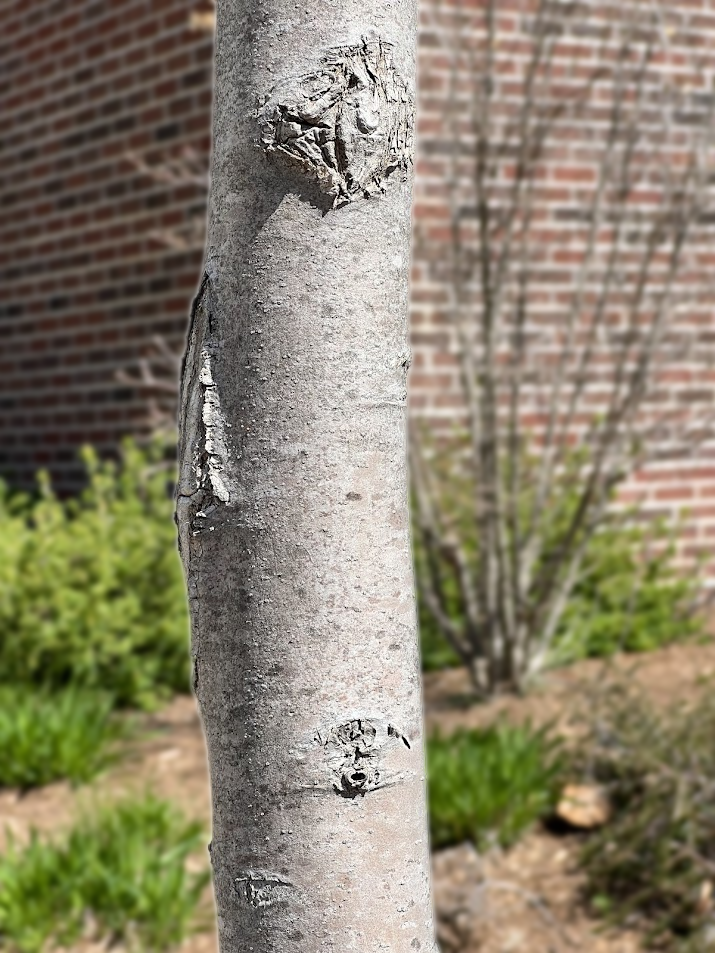 Nyssa sylvatica ‘Wildfire’ – Purdue Arboretum Explorer