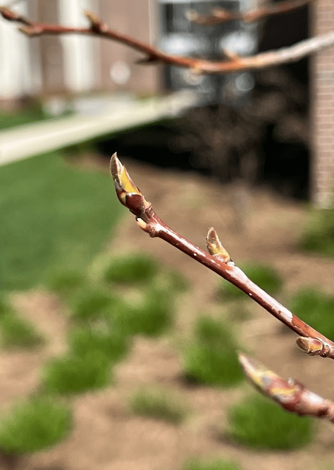 Nyssa sylvatica ‘Wildfire’ – Purdue Arboretum Explorer