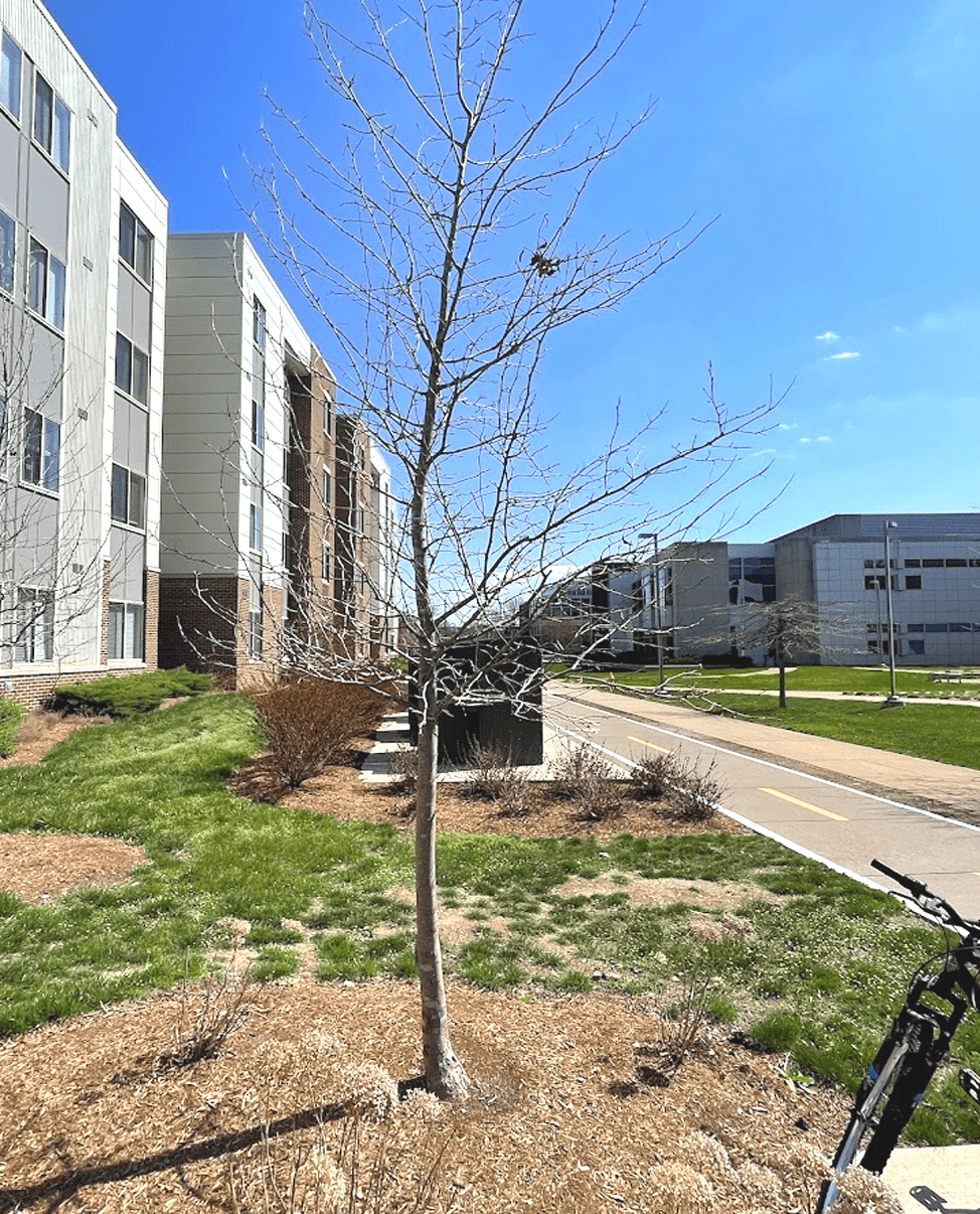 Nyssa sylvatica ‘Wildfire’ – Purdue Arboretum Explorer
