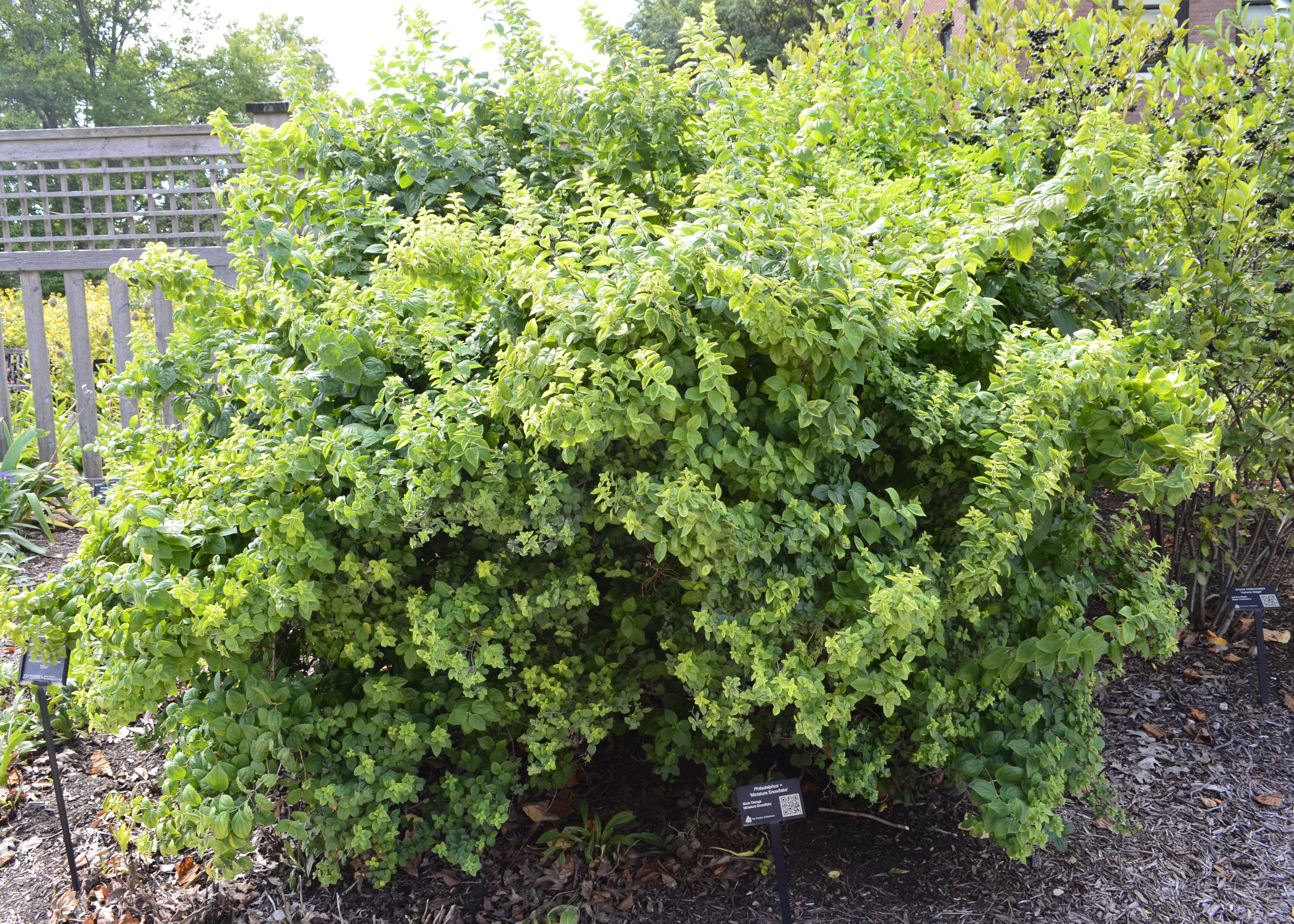 Philadelphus × ‘Miniature Snowflake’ – Purdue Arboretum Explorer