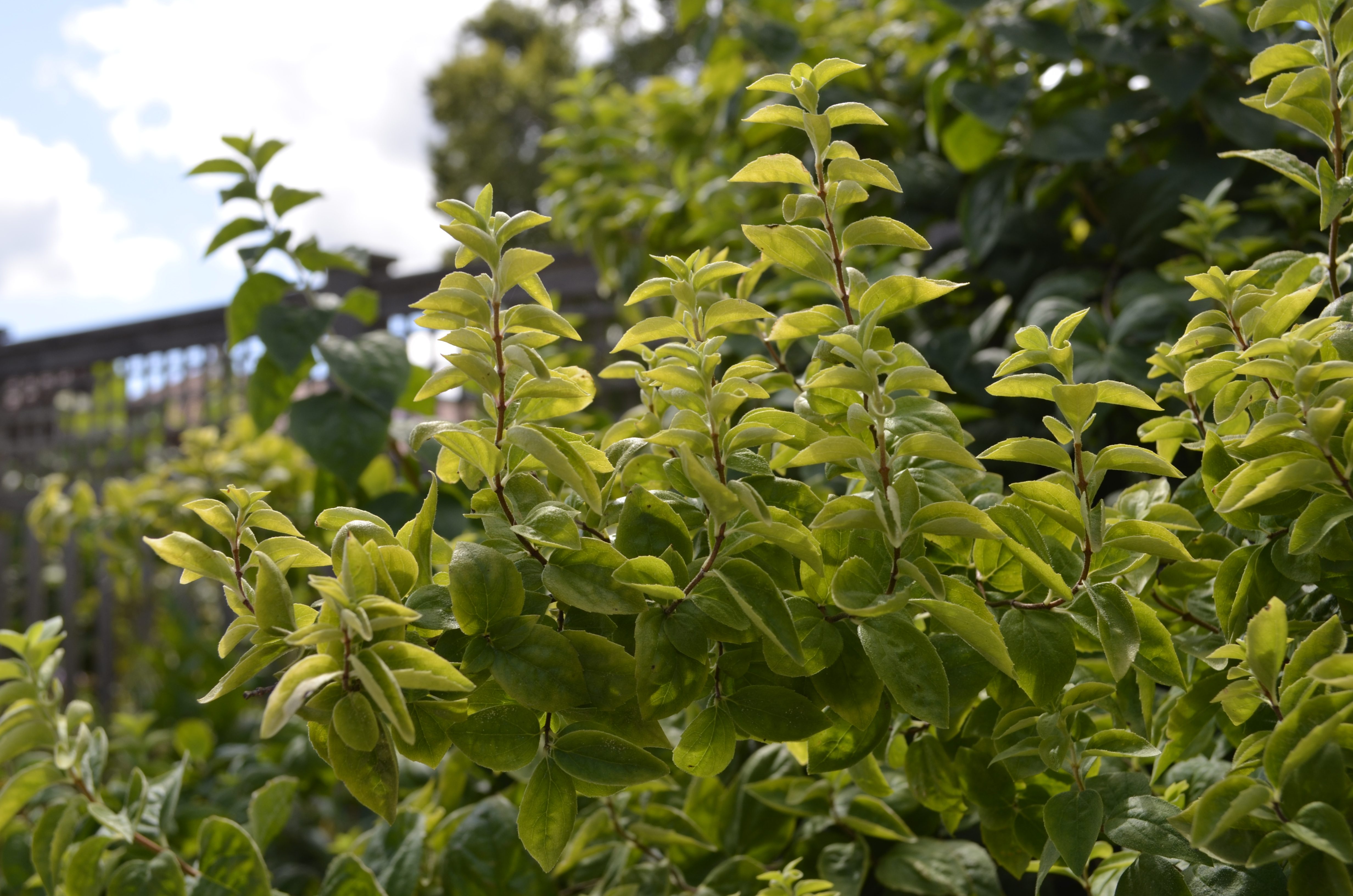 Philadelphus × ‘Miniature Snowflake’ – Purdue Arboretum Explorer