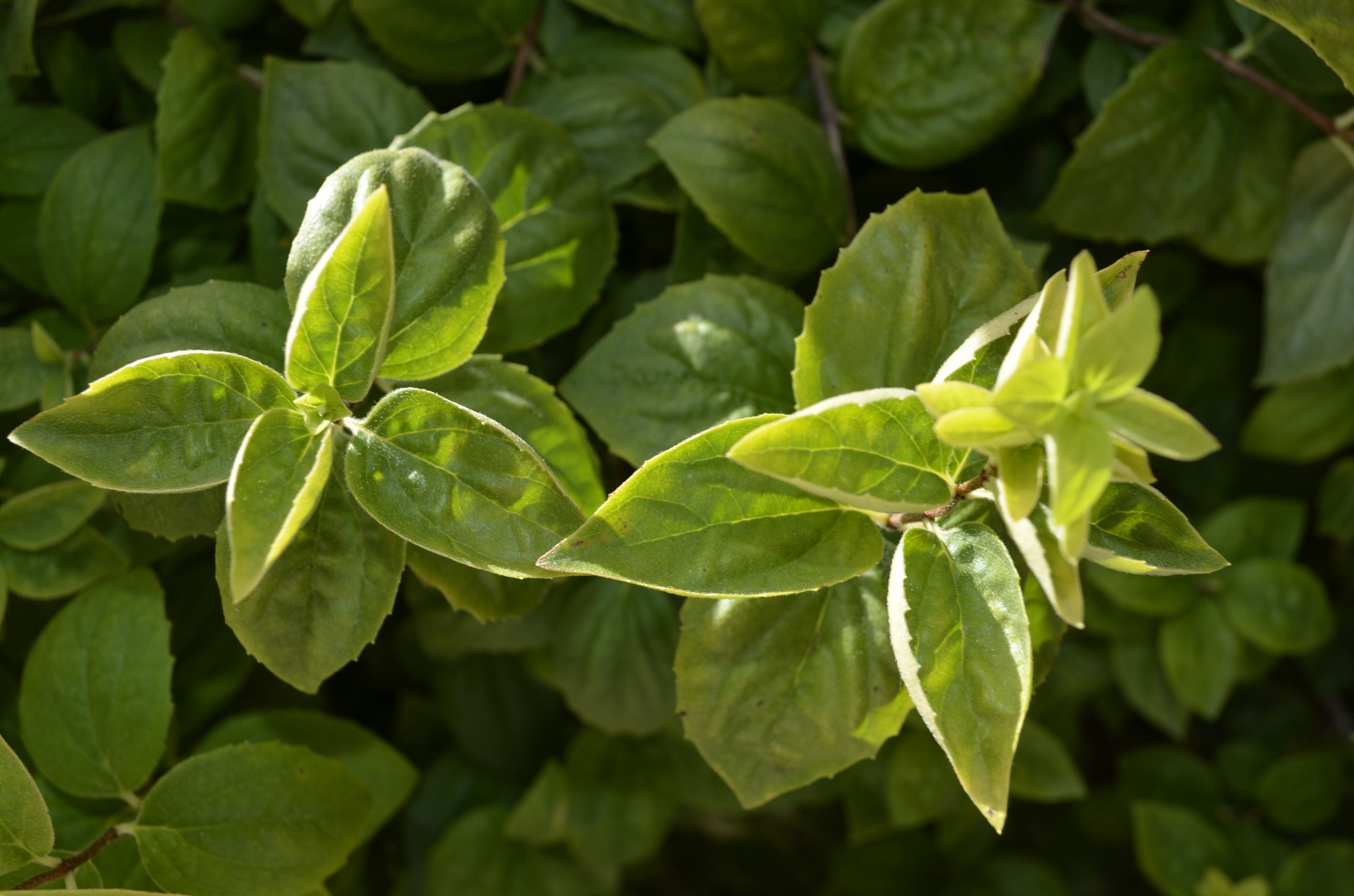Philadelphus × ‘Miniature Snowflake’ – Purdue Arboretum Explorer
