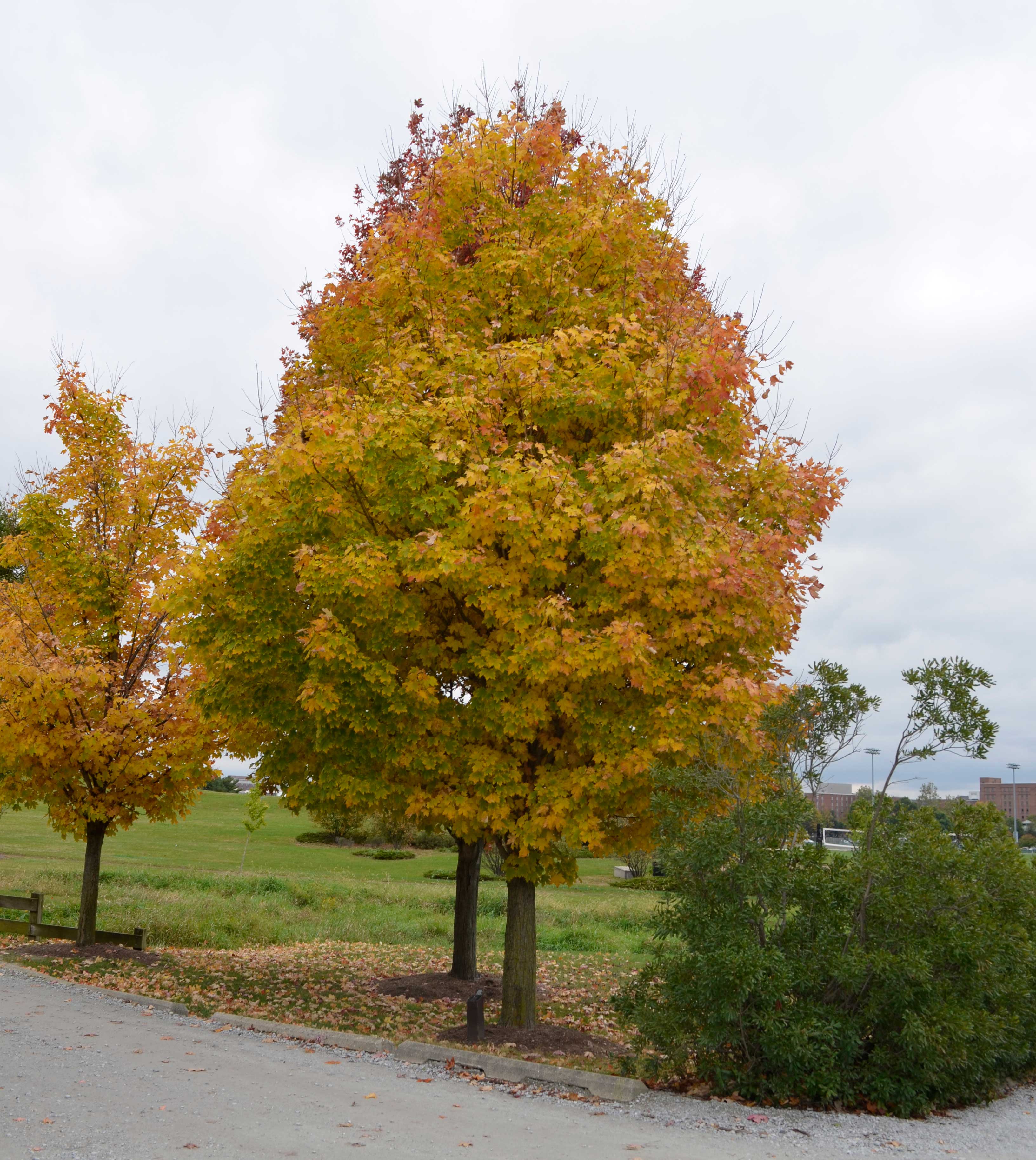 Acer saccharum ‘Fairview’ – Purdue Arboretum Explorer
