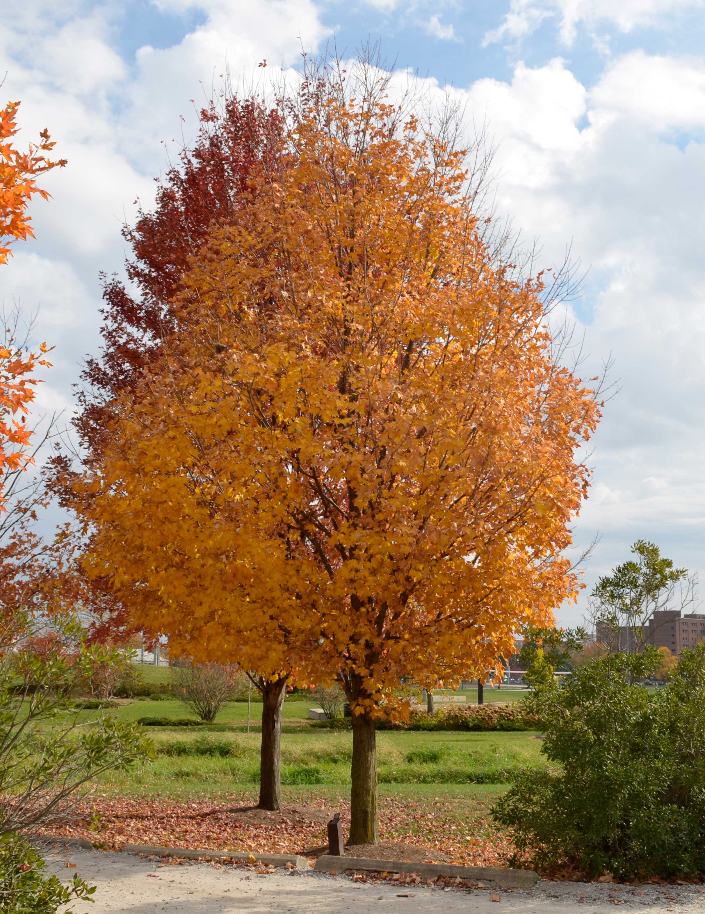 Acer saccharum ‘Fairview’ – Purdue Arboretum Explorer