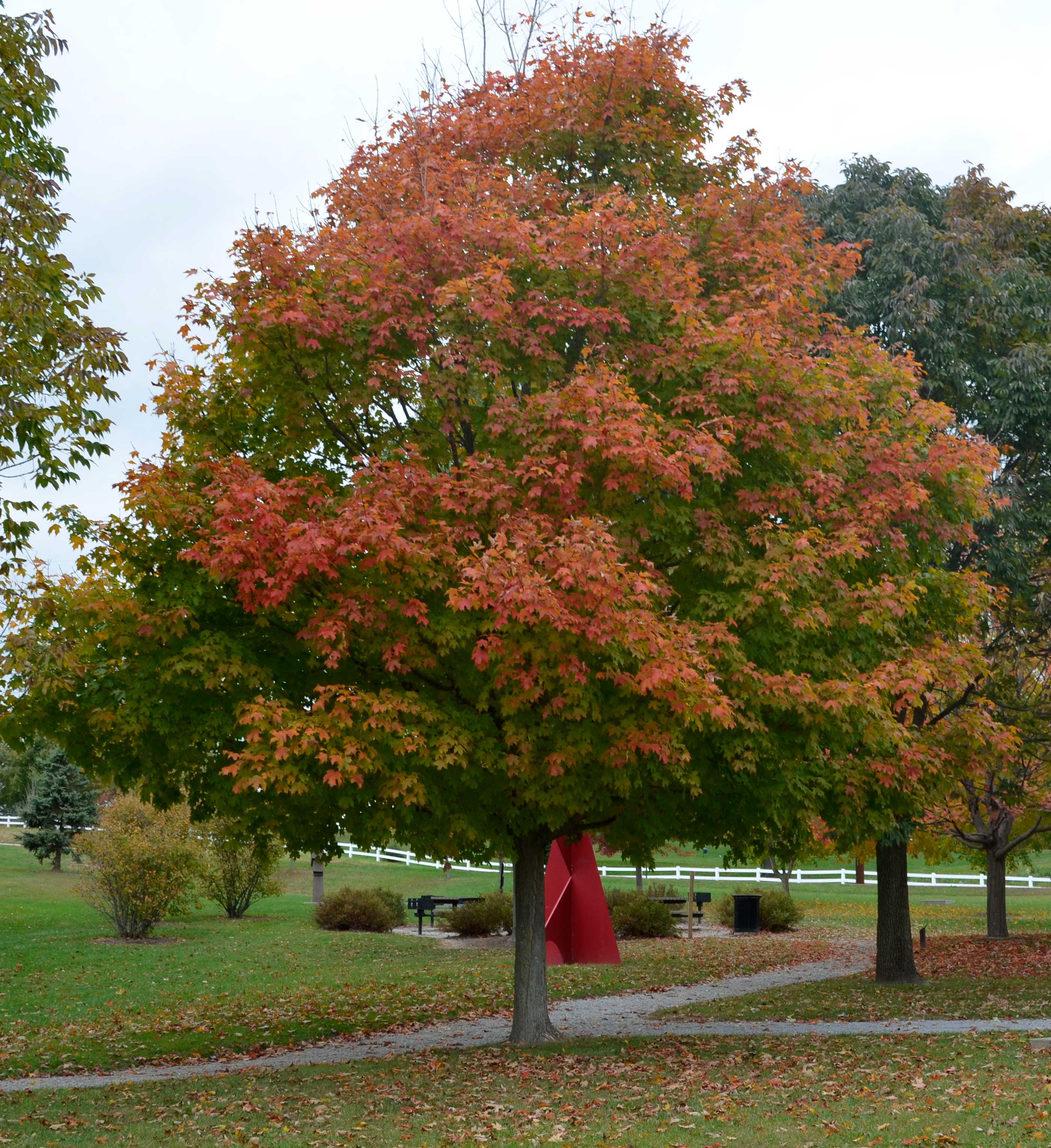 Acer saccharum ‘Legacy’ – Purdue Arboretum Explorer
