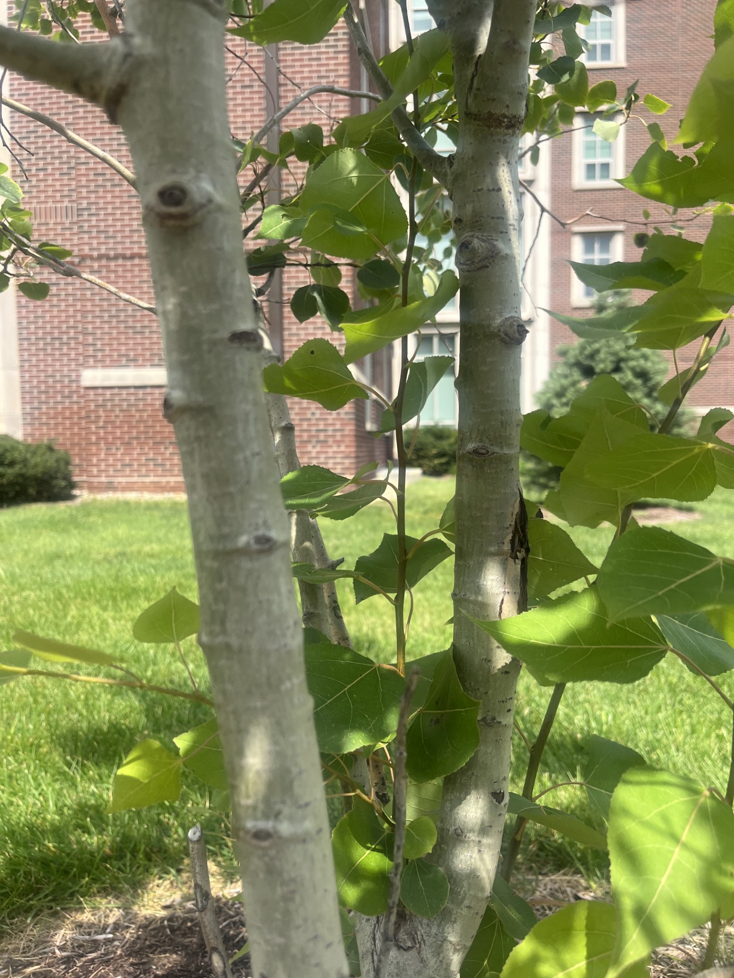 Populus tremuloides – Purdue Arboretum Explorer