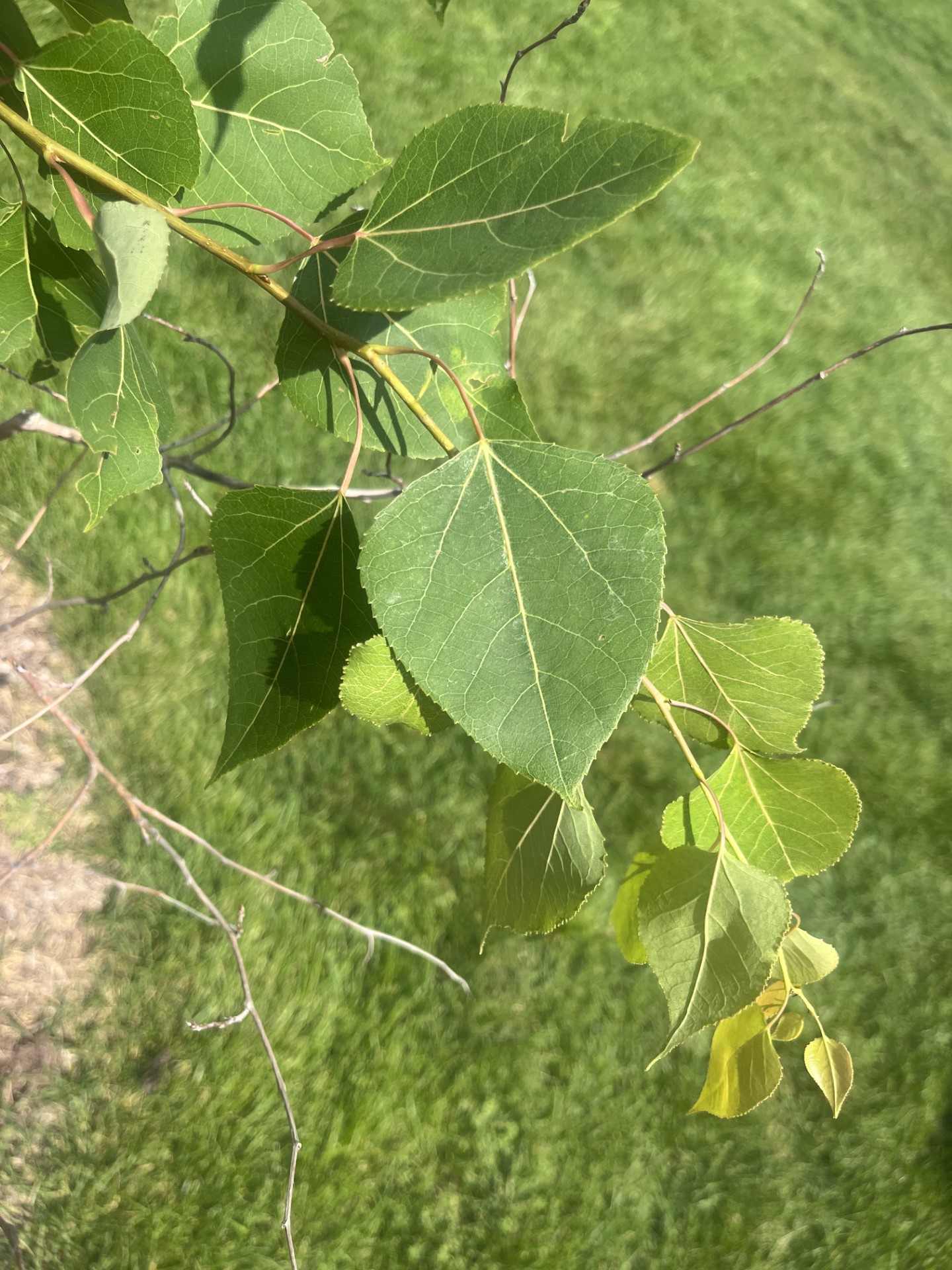 Populus tremuloides – Purdue Arboretum Explorer