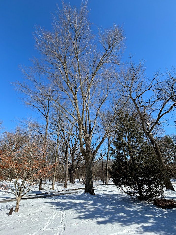 Acer saccharum – Purdue Arboretum Explorer