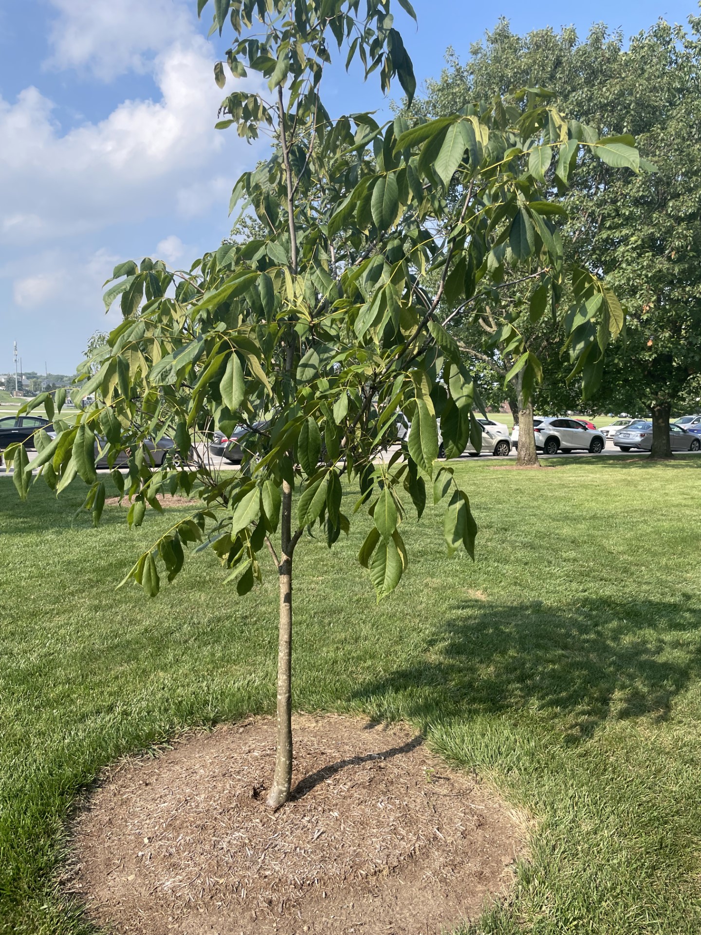 Carya laciniosa – Purdue Arboretum Explorer