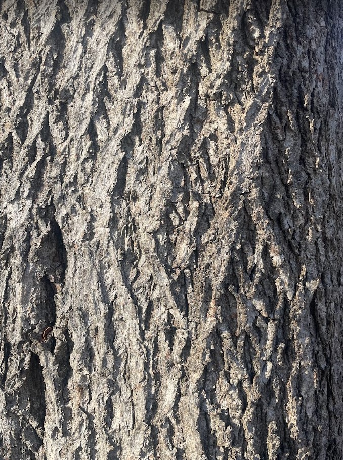 Carya cordiformis – Purdue Arboretum Explorer