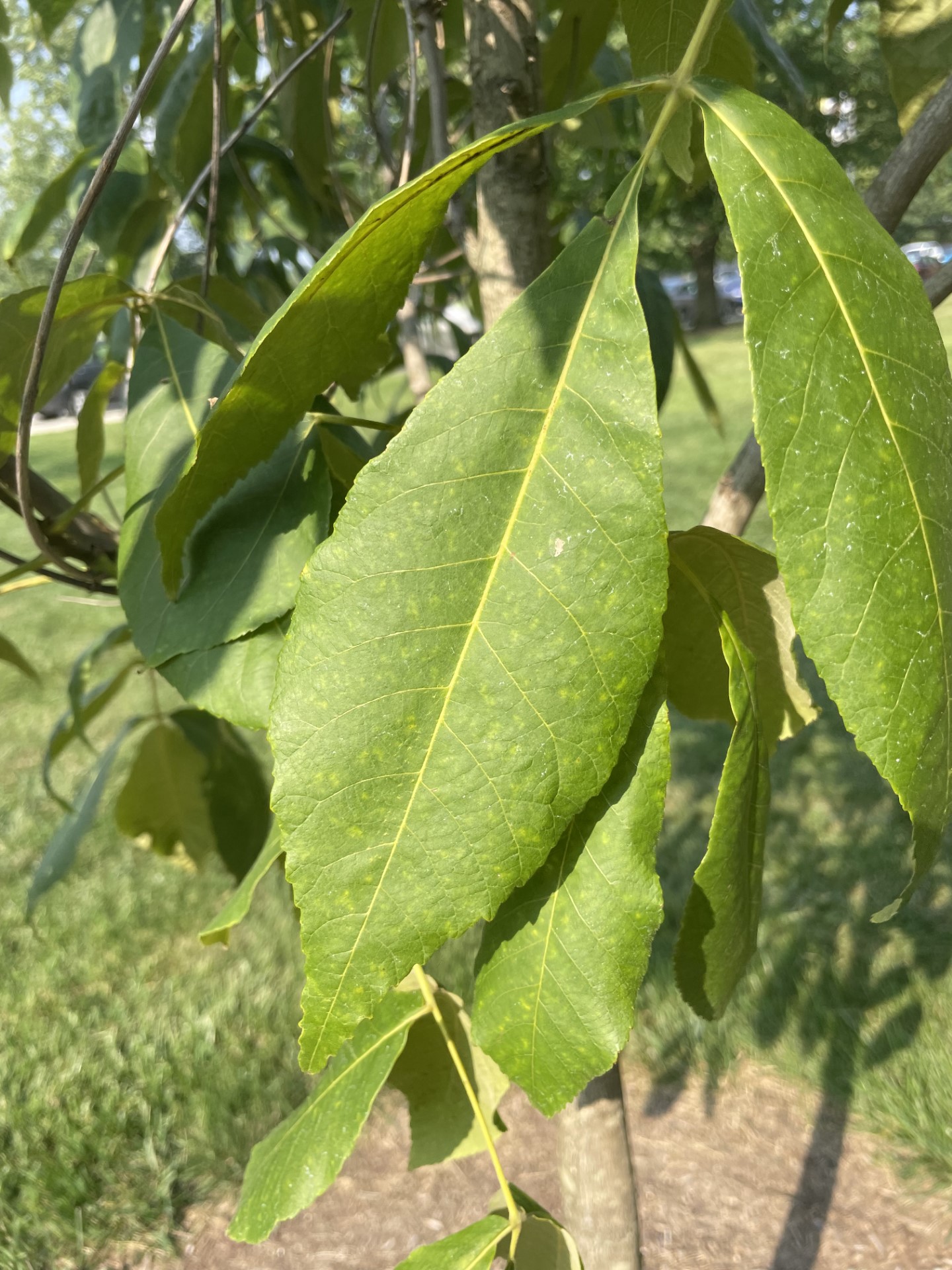 Carya laciniosa – Purdue Arboretum Explorer