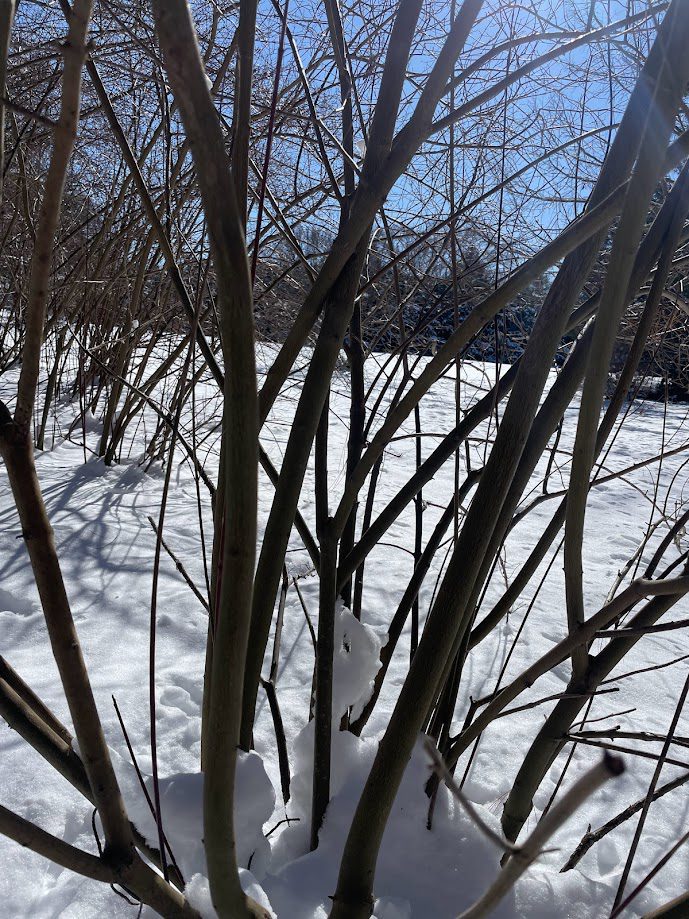 Cornus amomum – Purdue Arboretum Explorer