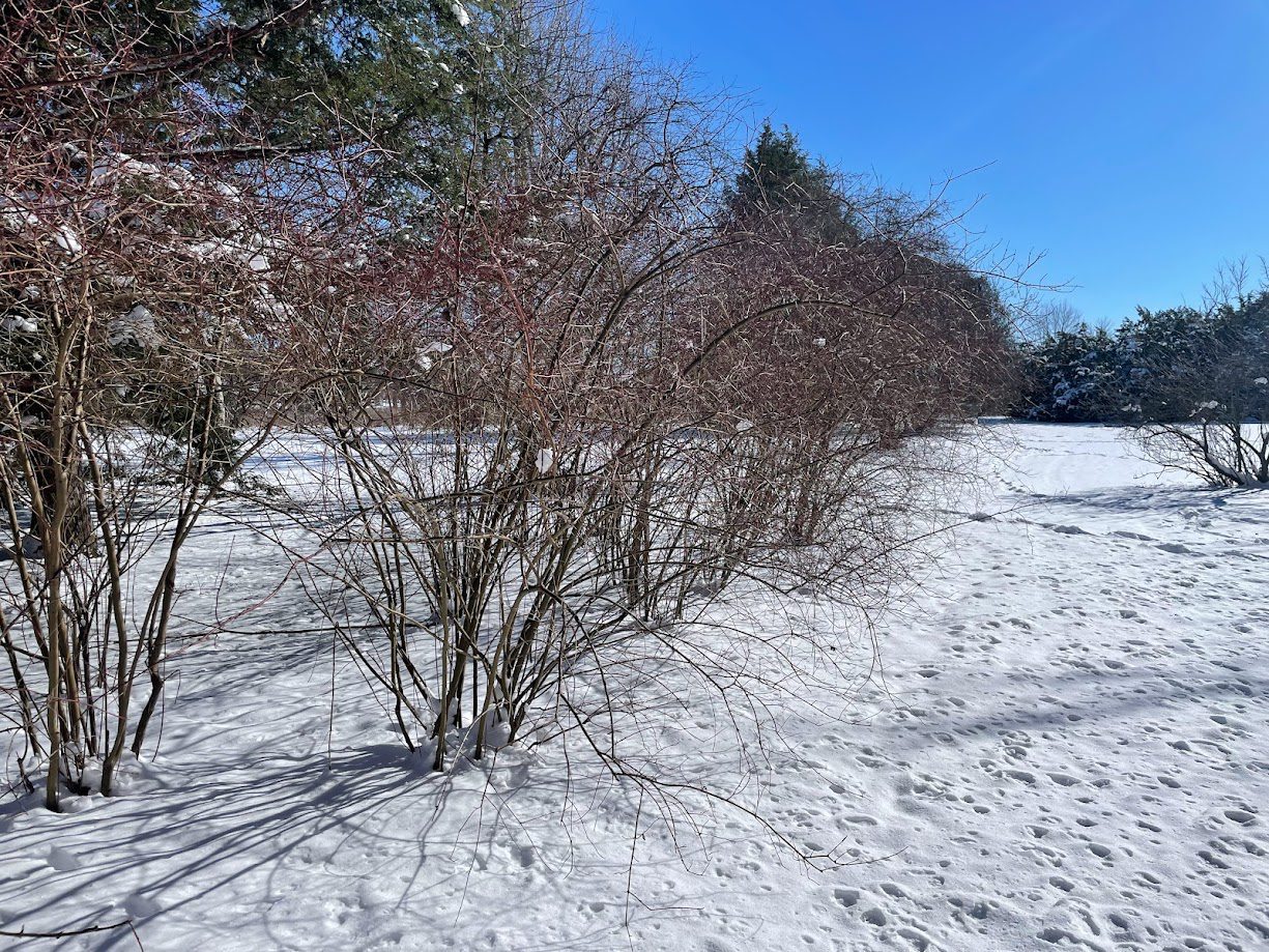 Cornus amomum – Purdue Arboretum Explorer
