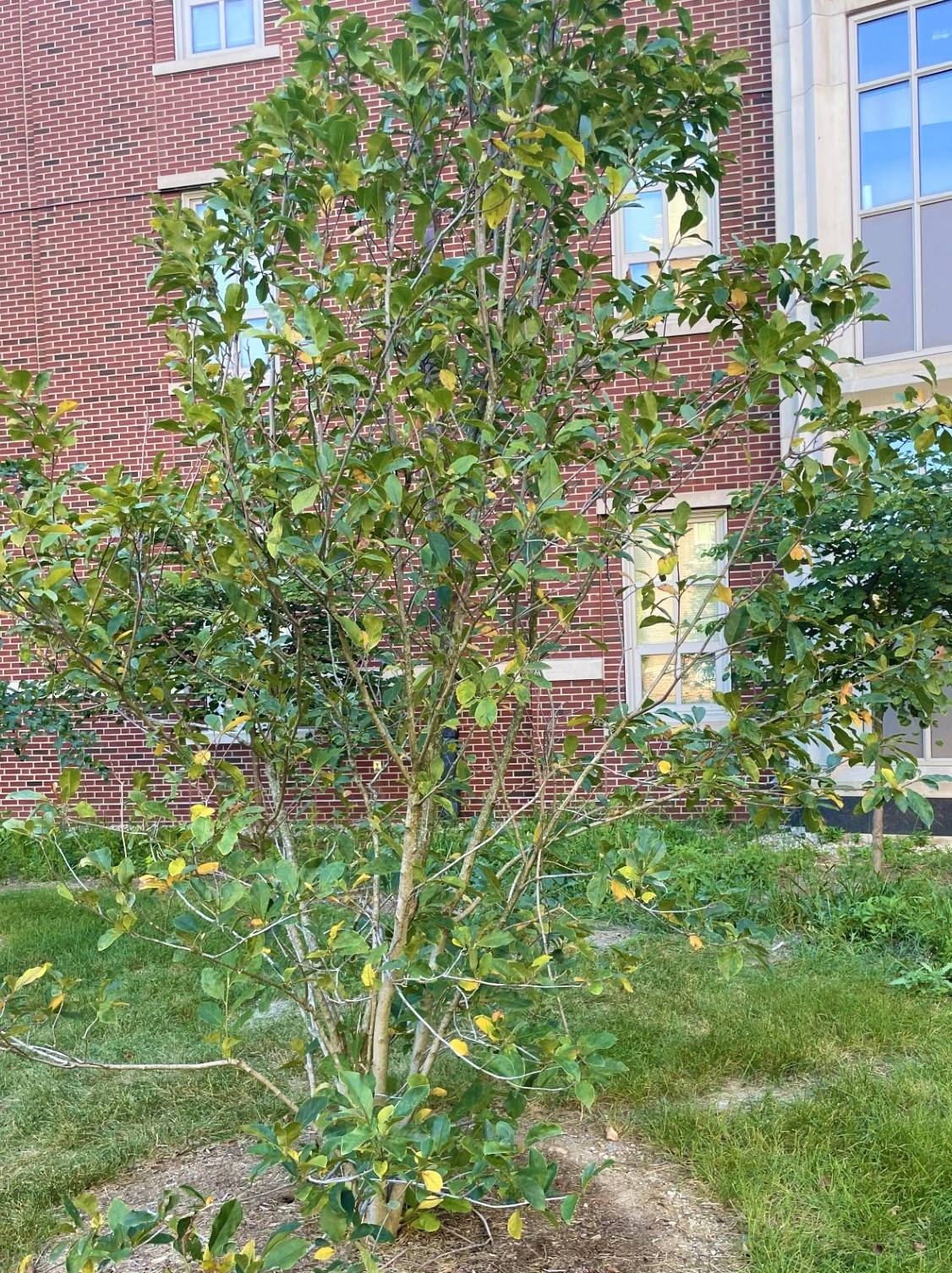 Magnolia × ‘Jane’ – Purdue Arboretum Explorer