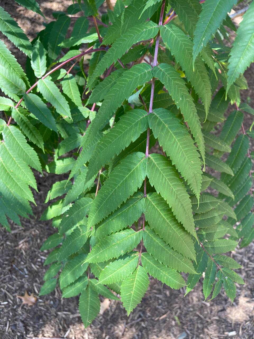 Rhus glabra – Purdue Arboretum Explorer