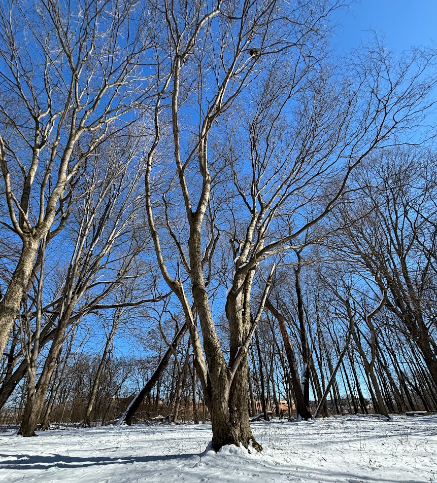 Acer pictum ssp. mono – Purdue Arboretum Explorer
