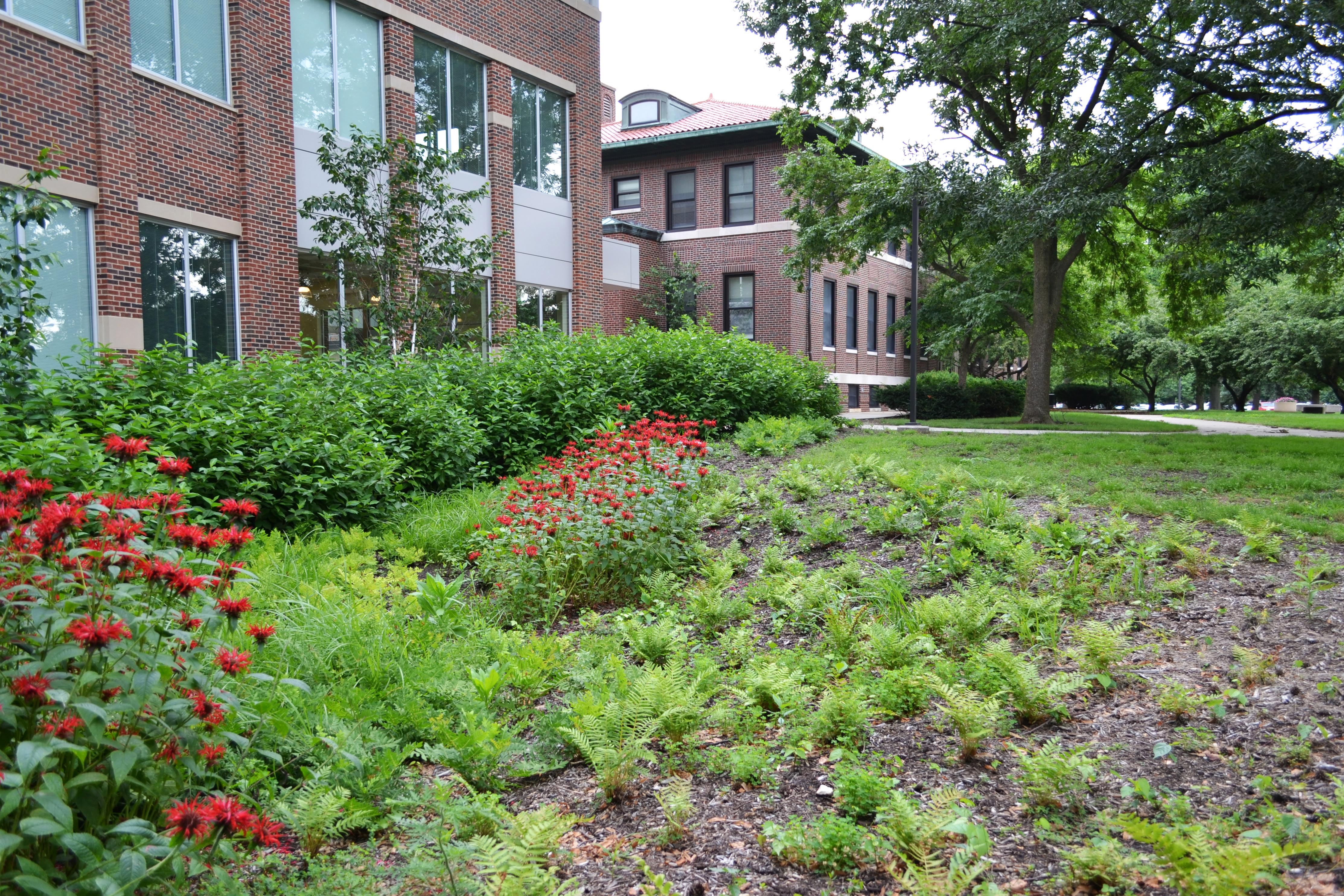 Bioswale at Bill and Sally Hanley Hall – Purdue Arboretum Explorer