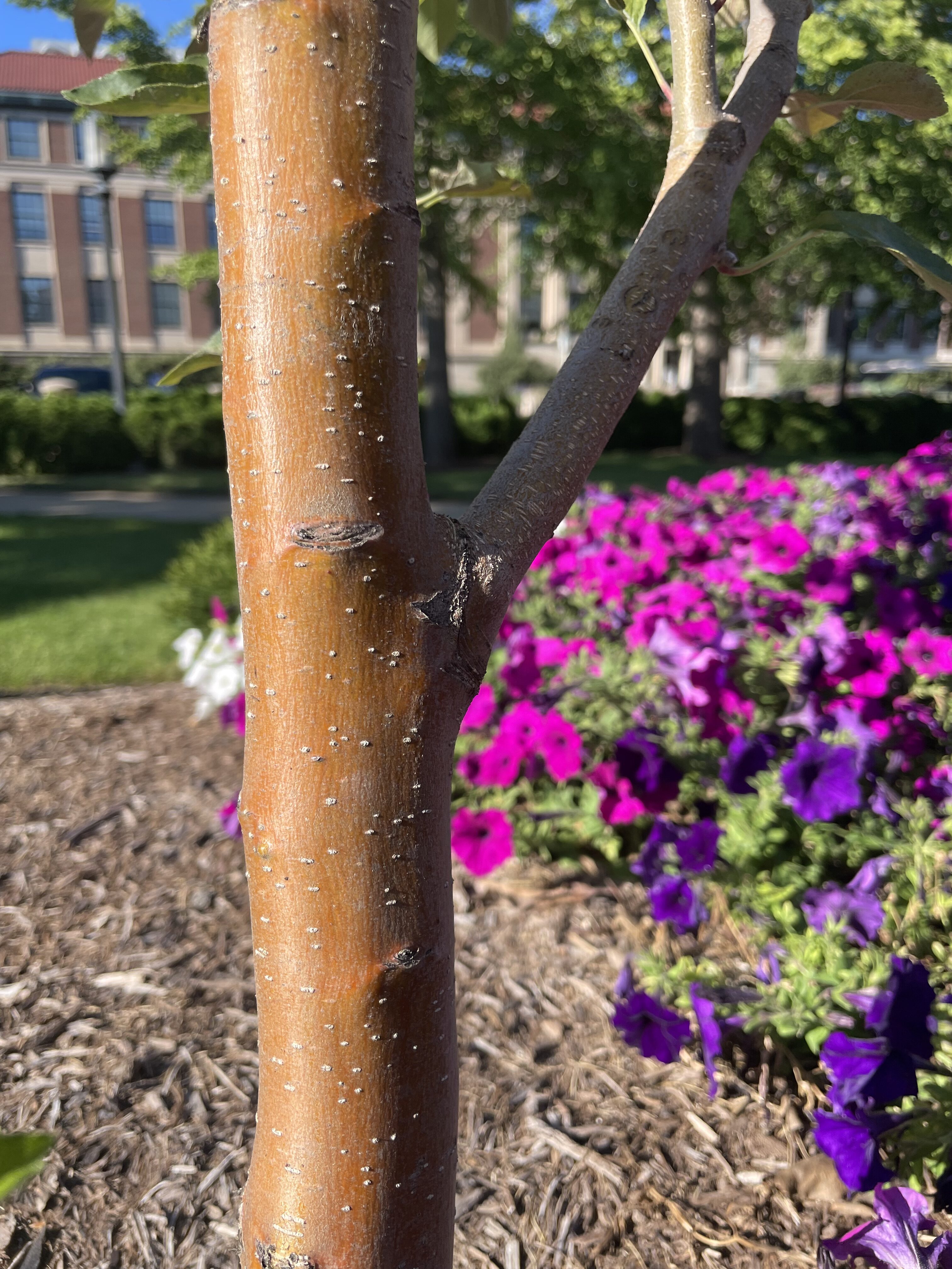 Malus domestica ‘Flower of Kent’ – Purdue Arboretum Explorer