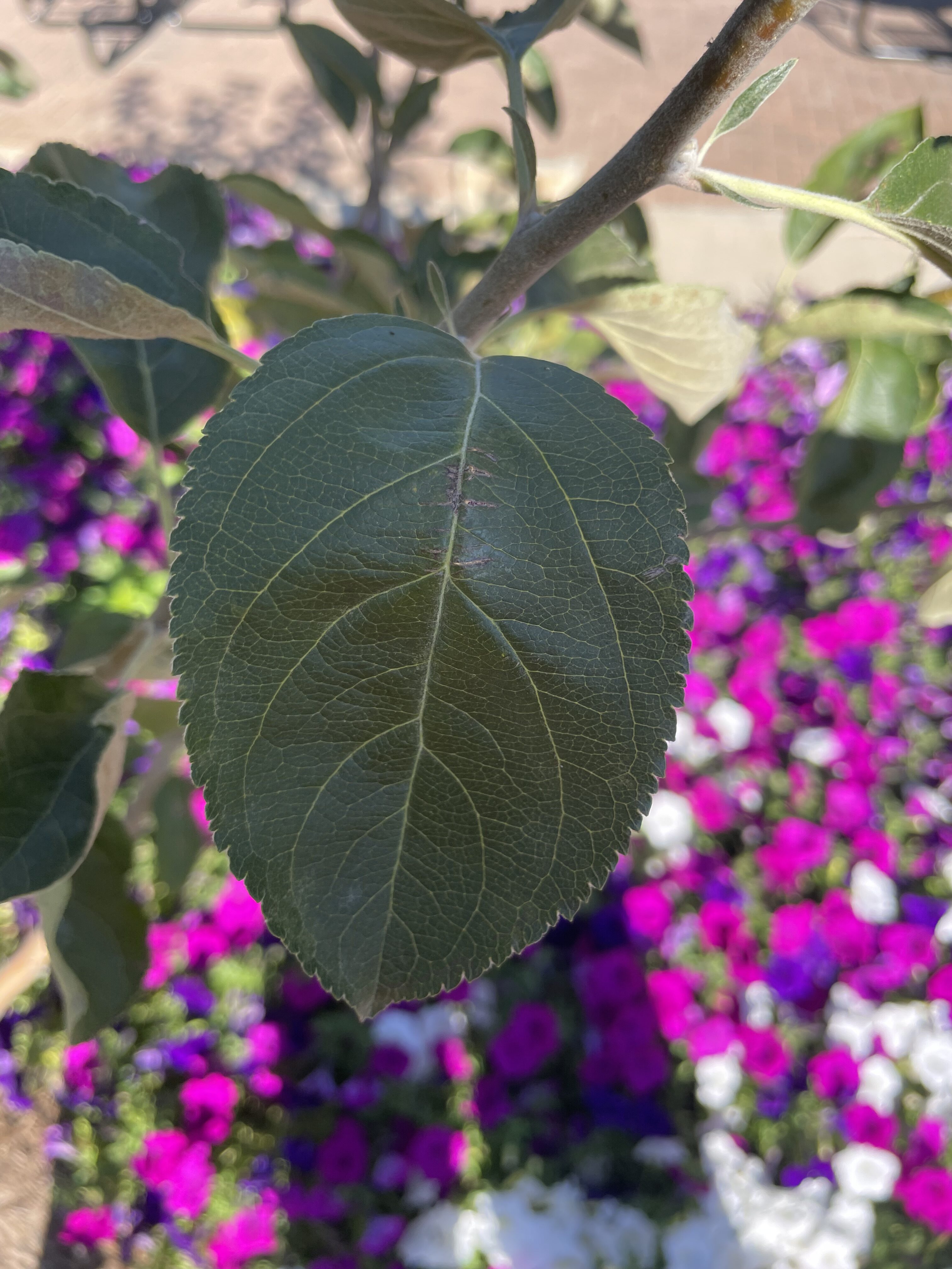 Malus domestica ‘Flower of Kent’ – Purdue Arboretum Explorer