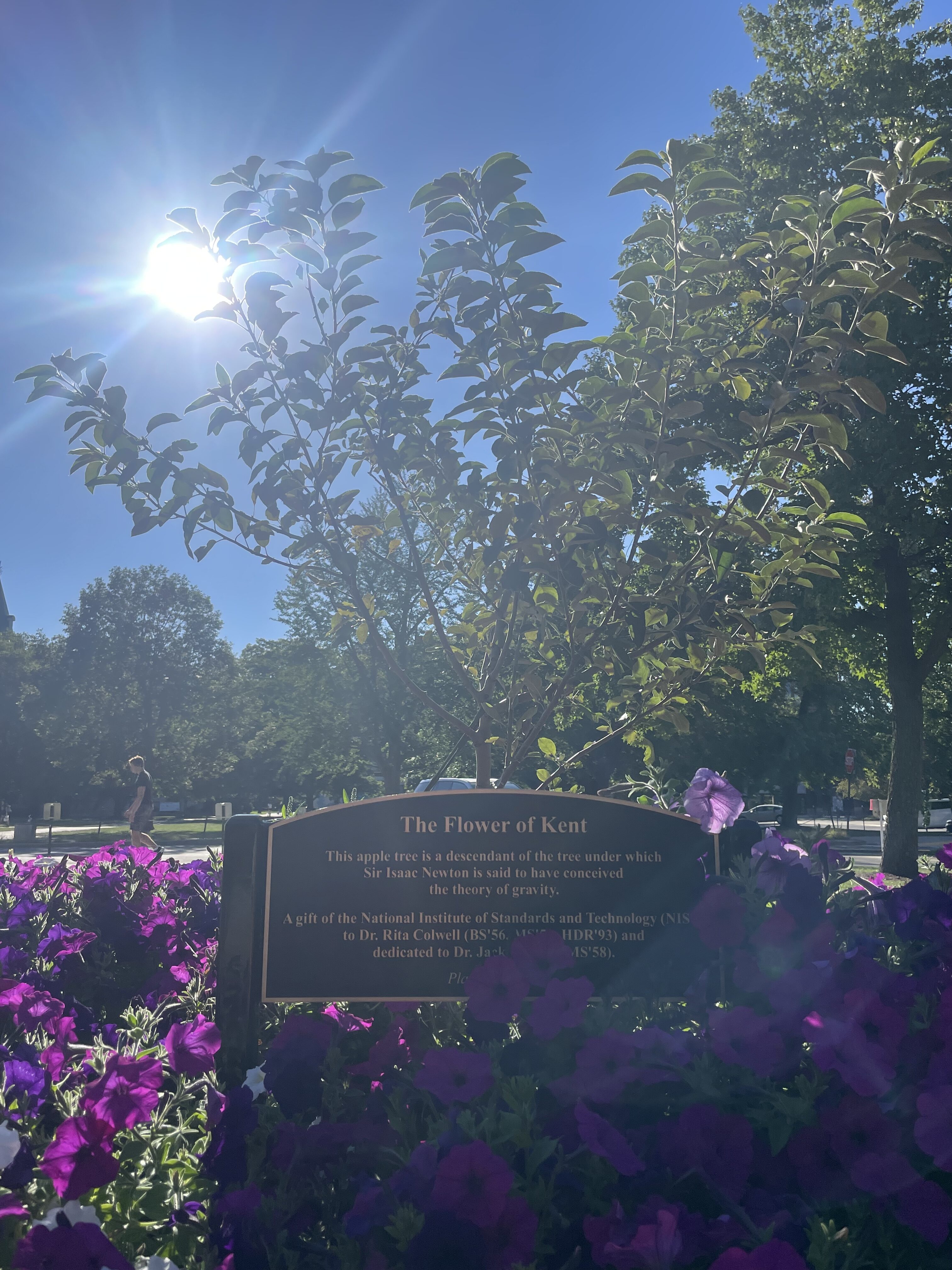 Malus pumila ‘Flower of Kent’ – Purdue Arboretum Explorer
