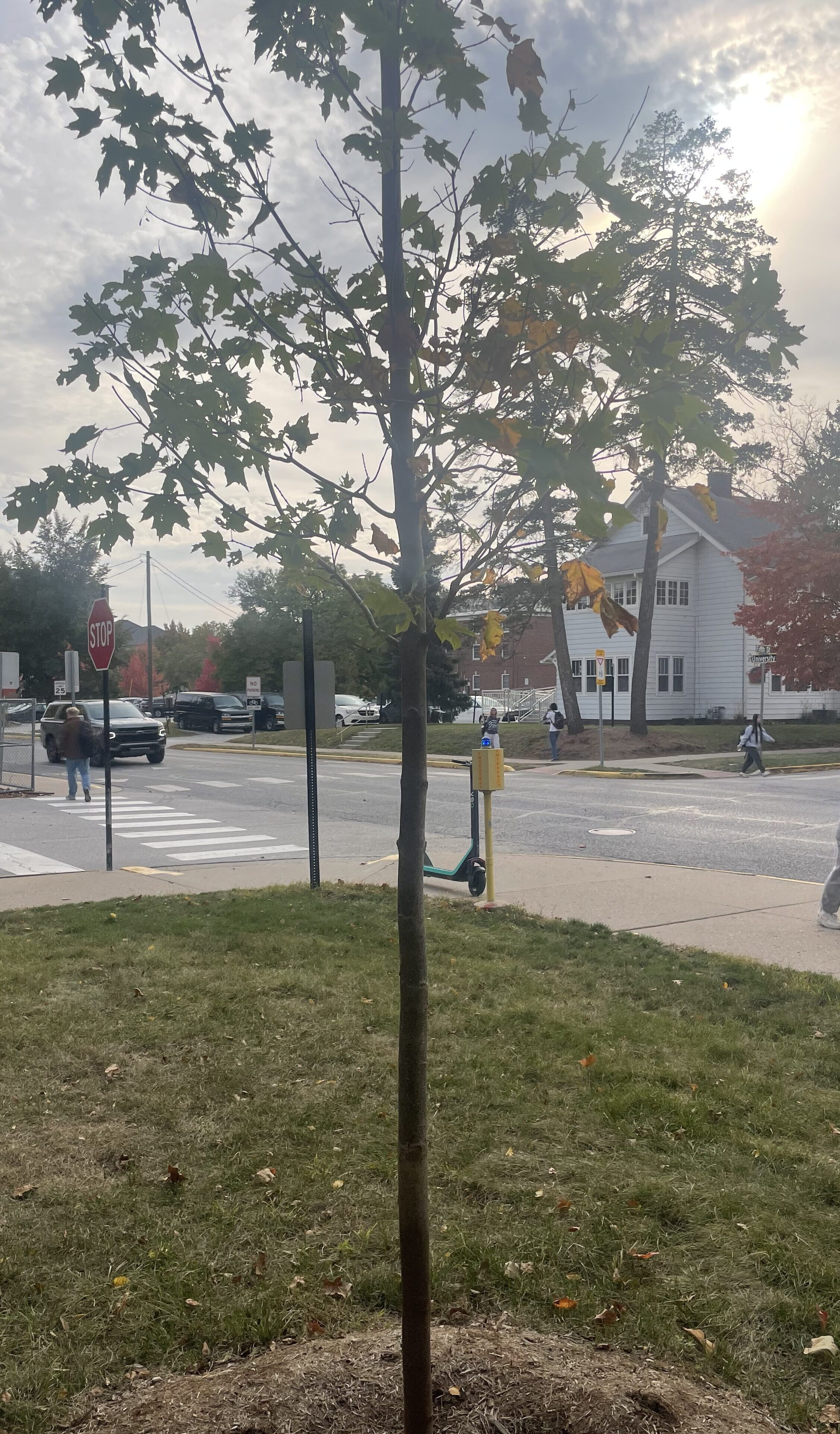 Acer saccharum ‘JFS-KW8’ [Sold as Autumn Fest®] – Purdue Arboretum Explorer